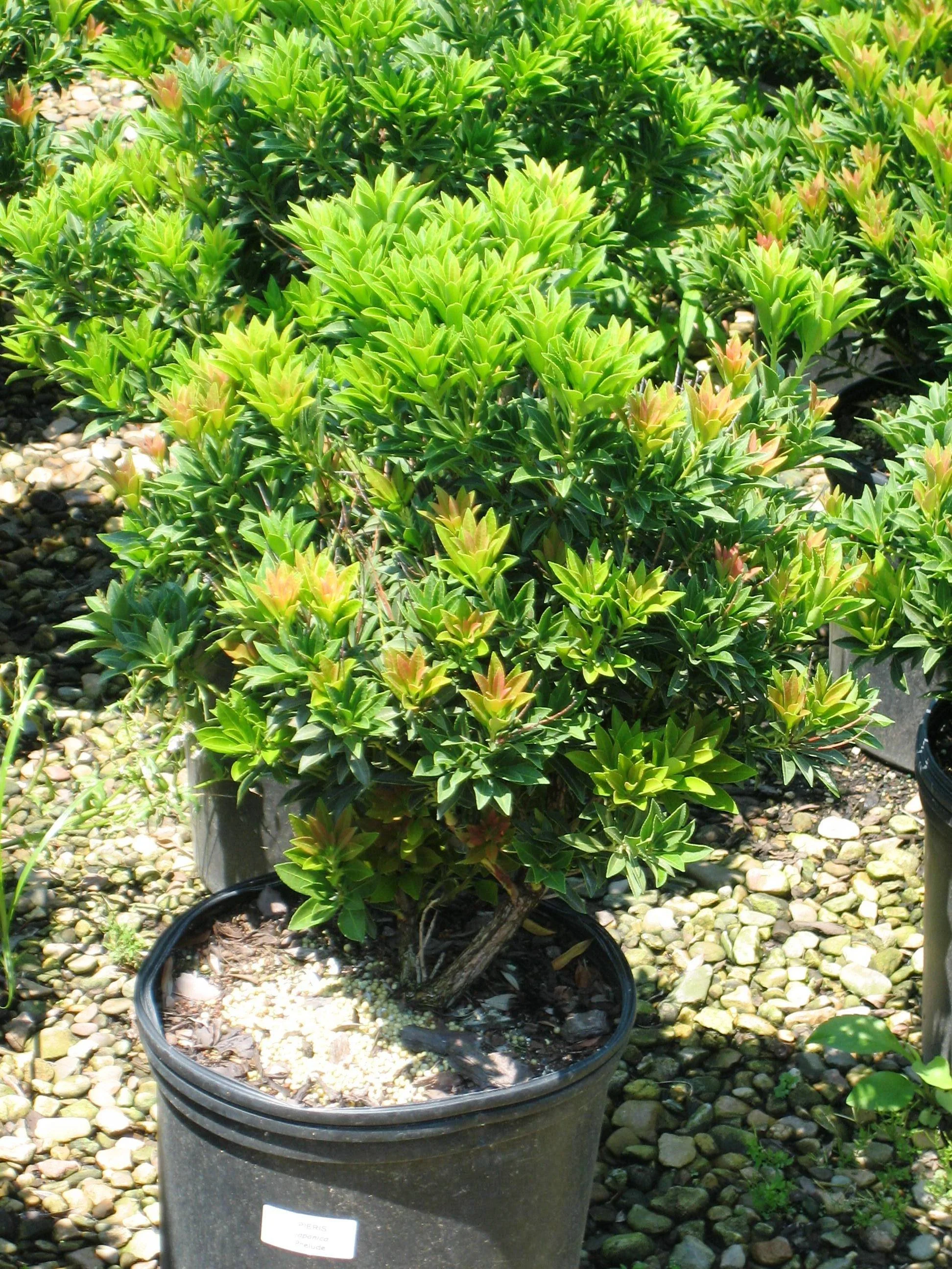Pieris japonica 'Prelude' — Shreckhise Nurseries