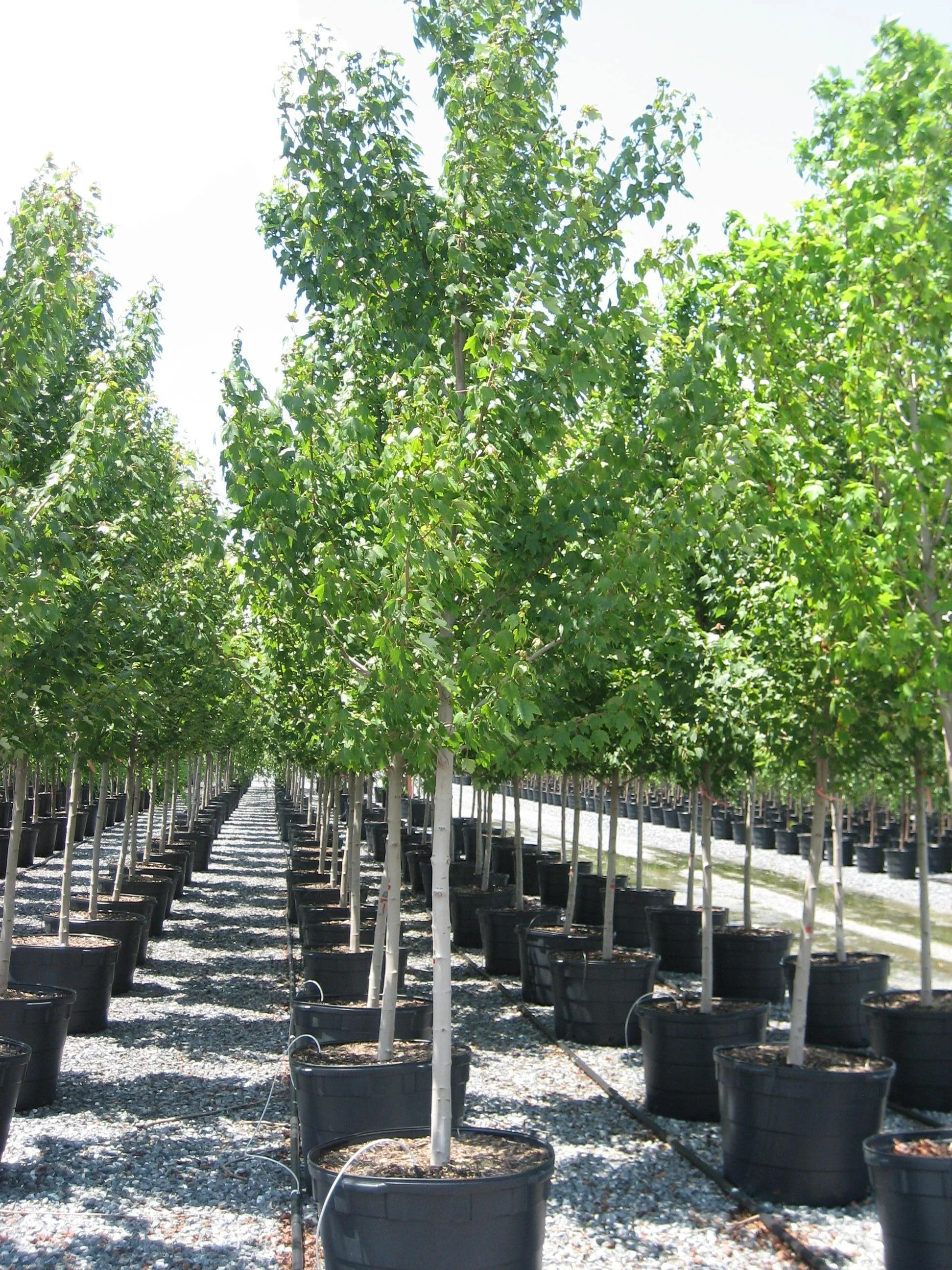Acer rubrum 'Sun Valley' — Shreckhise Nurseries