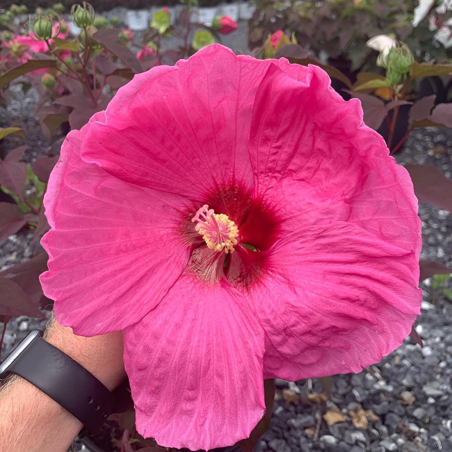 Shreckhise Nurseries