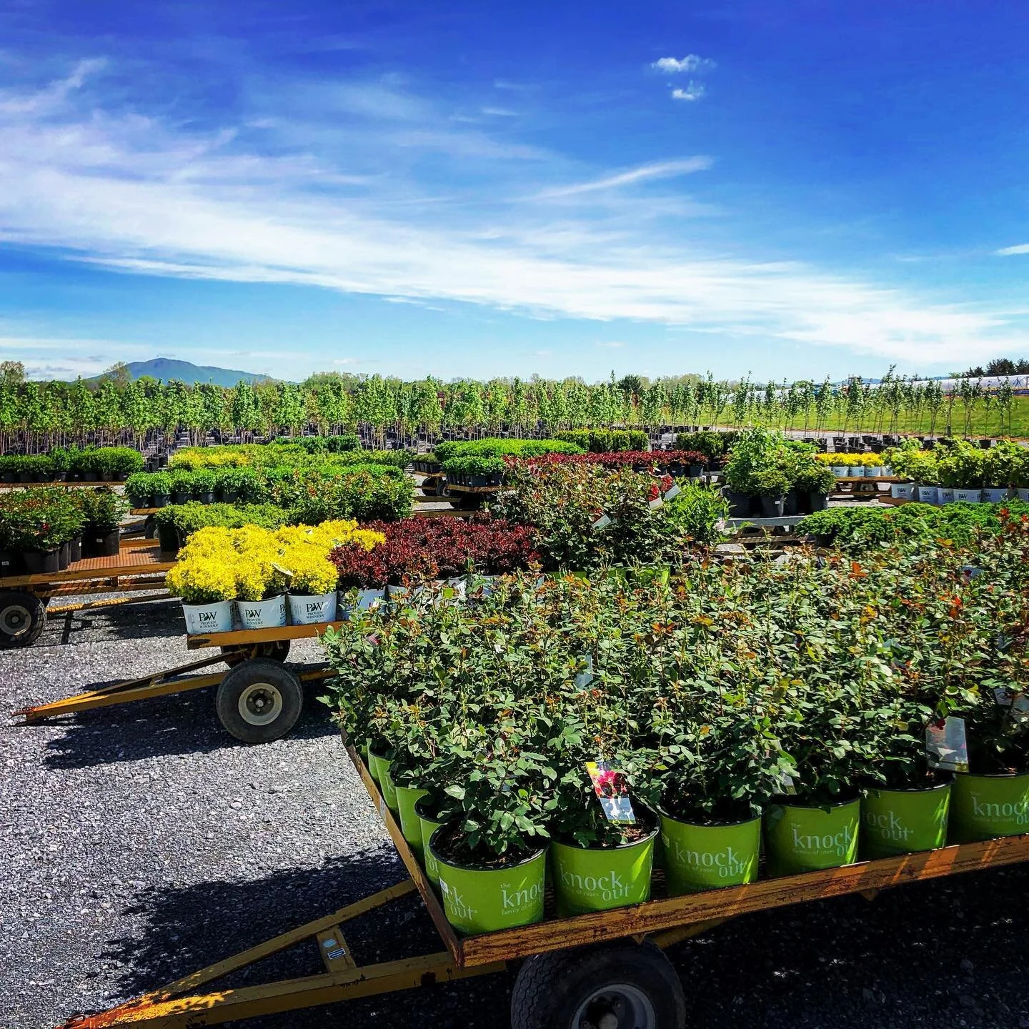 Shreckhise Nurseries