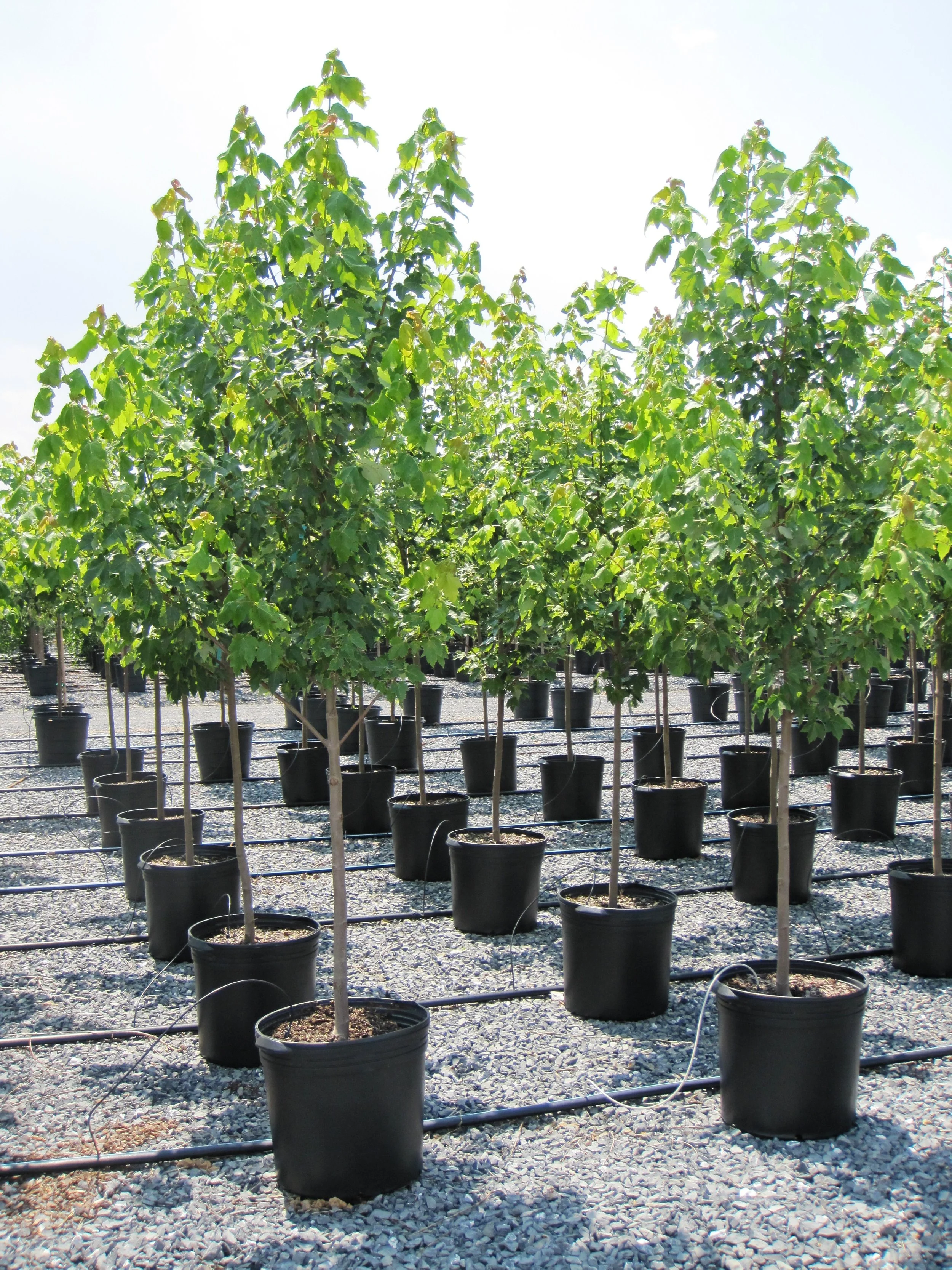 Products Shreckhise Nurseries