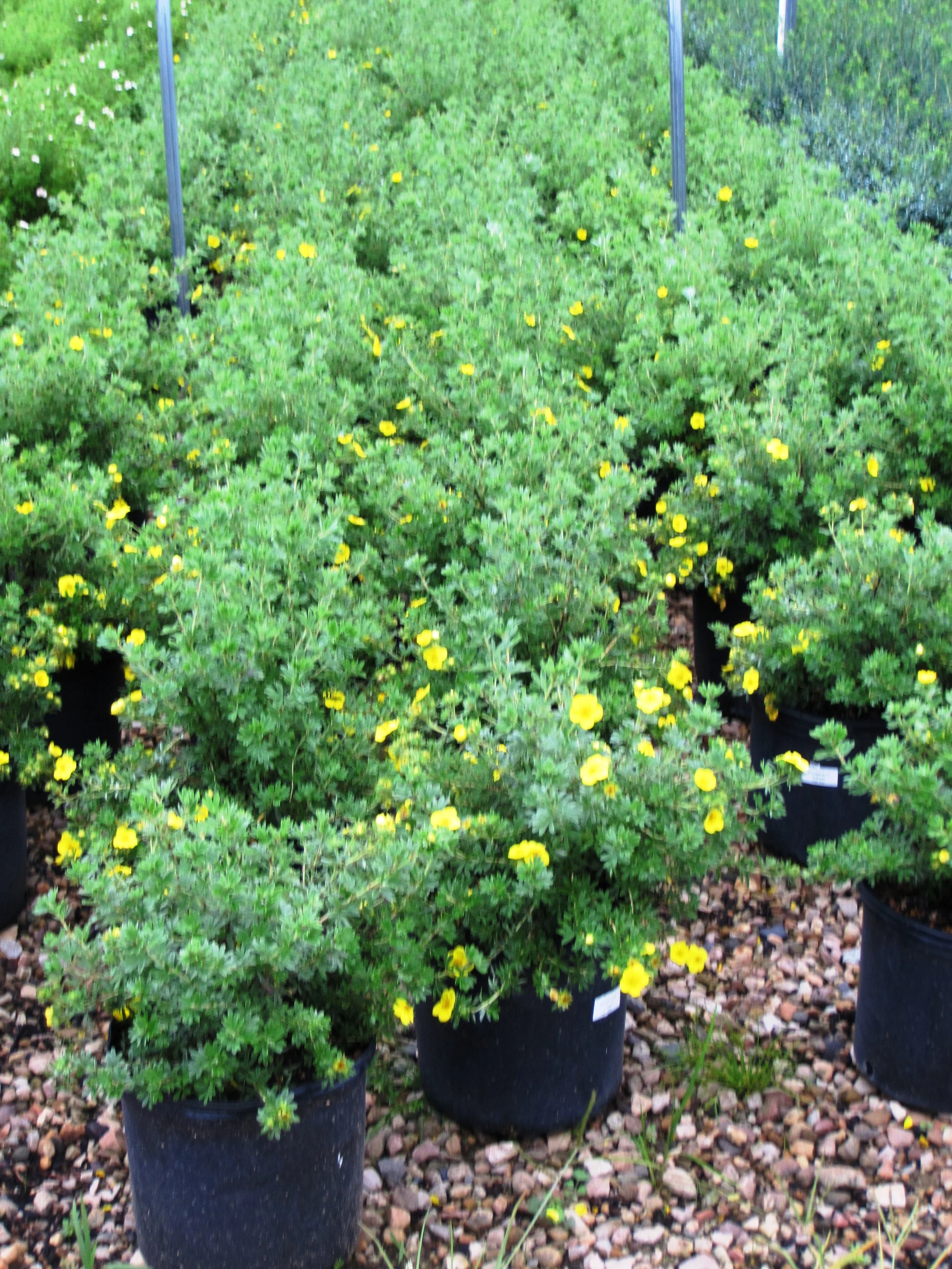 Products Shreckhise Nurseries