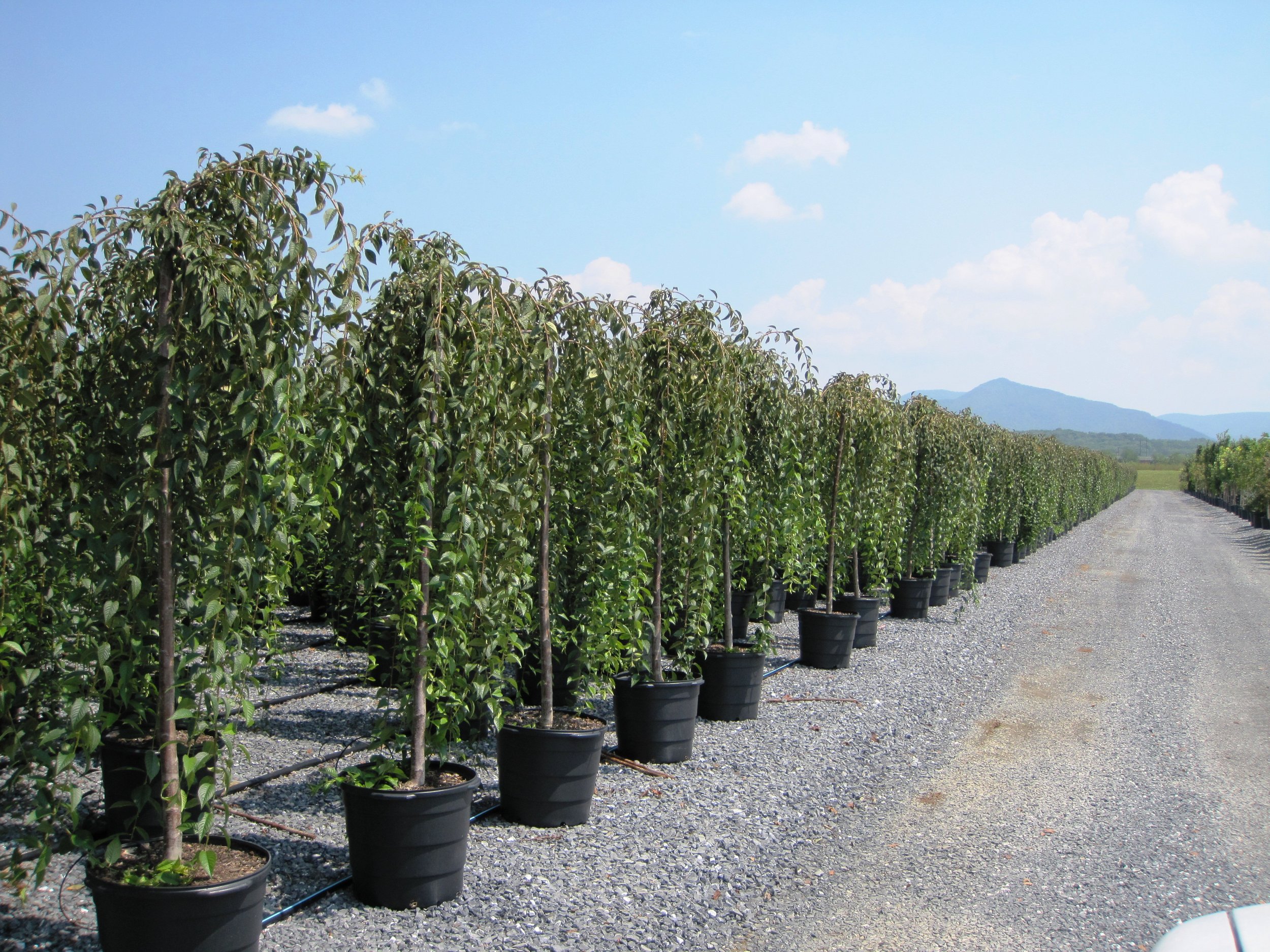 Prunus x Snow Fountains® — Shreckhise Nurseries