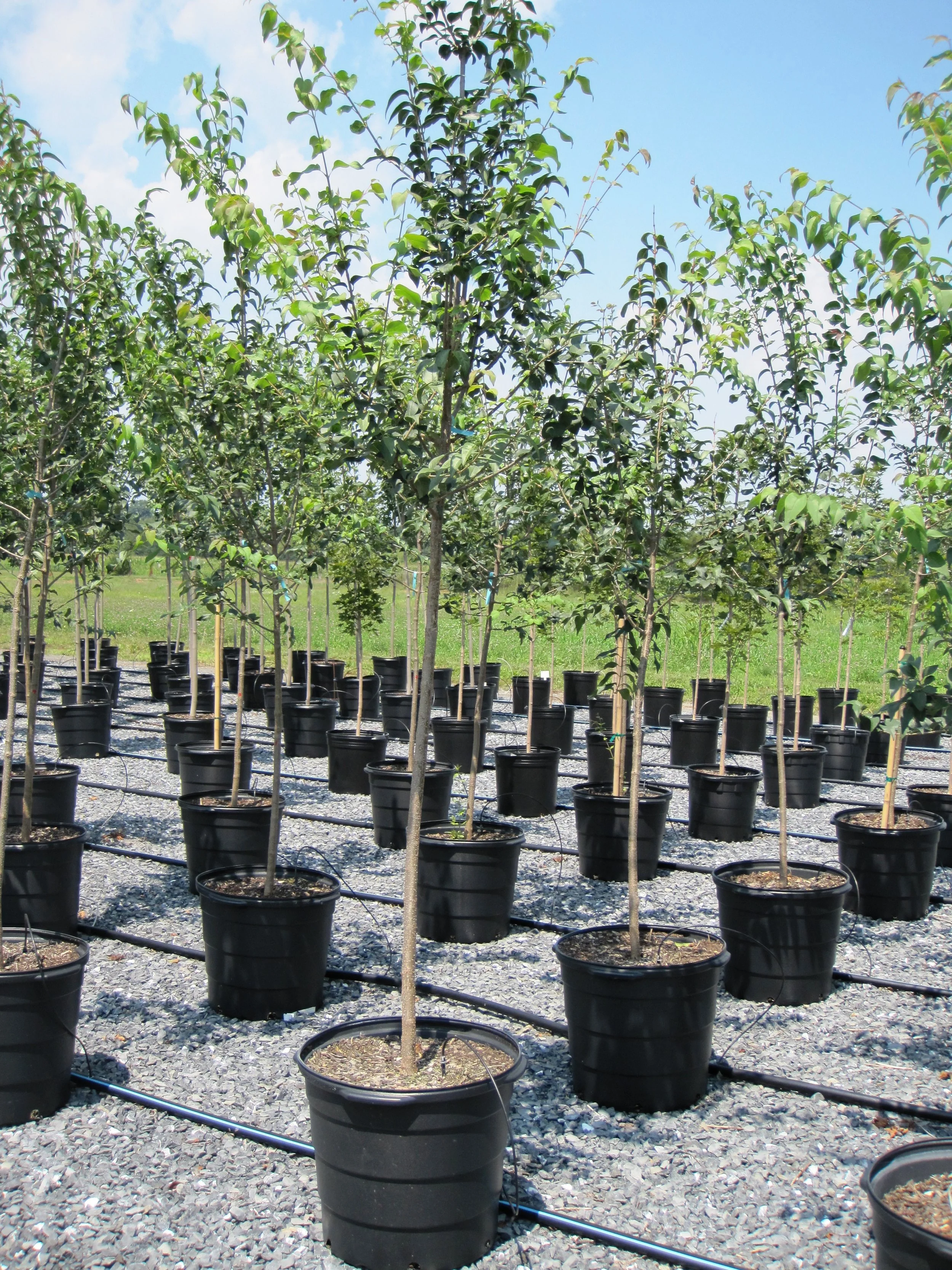 Products Shreckhise Nurseries