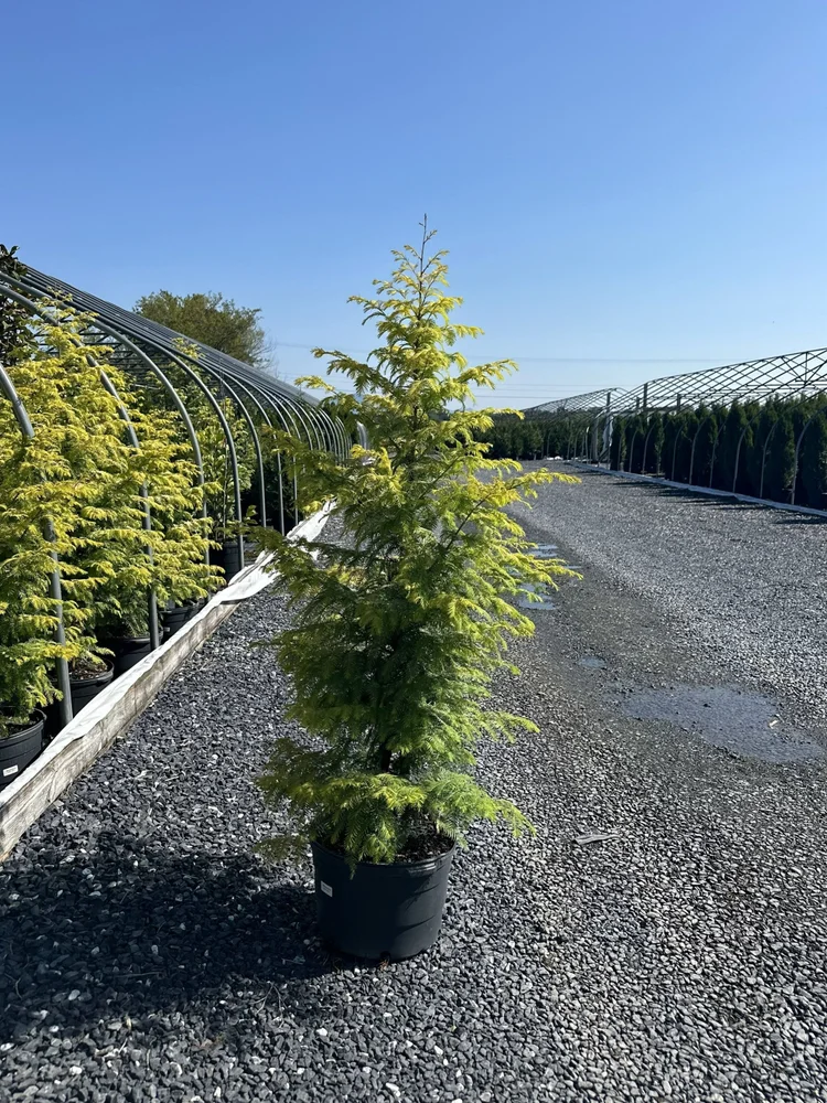 Products Shreckhise Nurseries