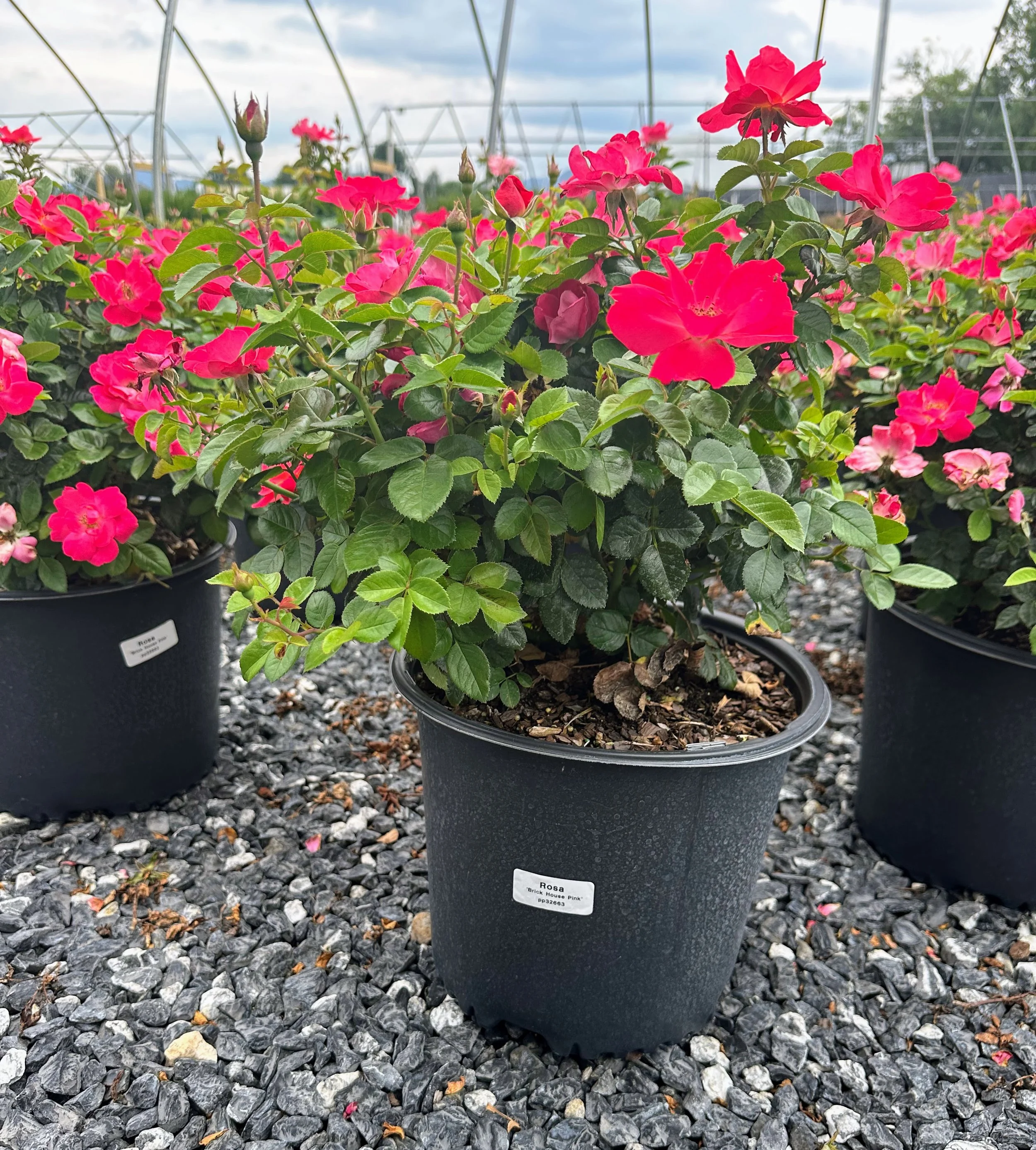 Products Shreckhise Nurseries