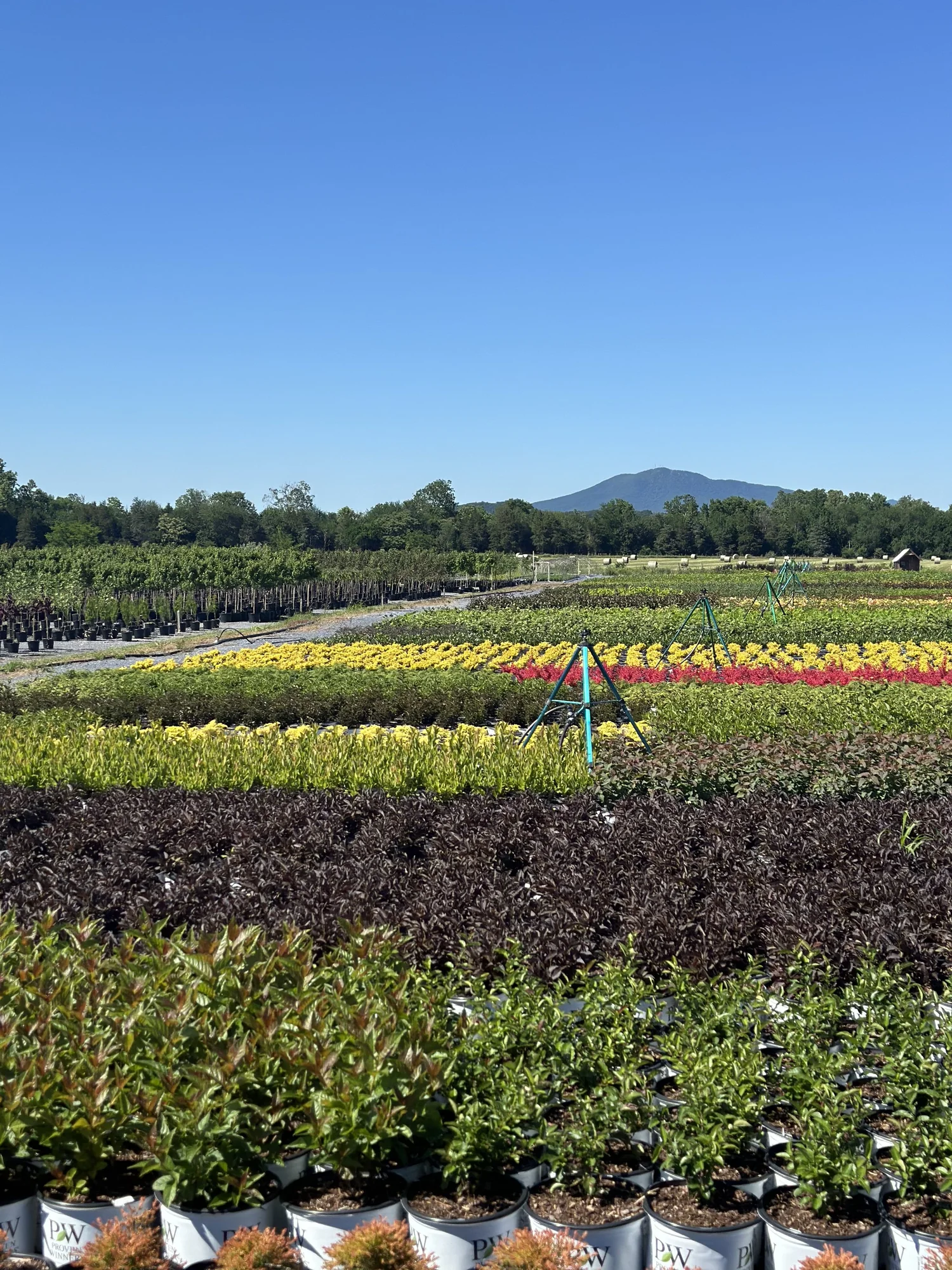 Availability — Shreckhise Nurseries