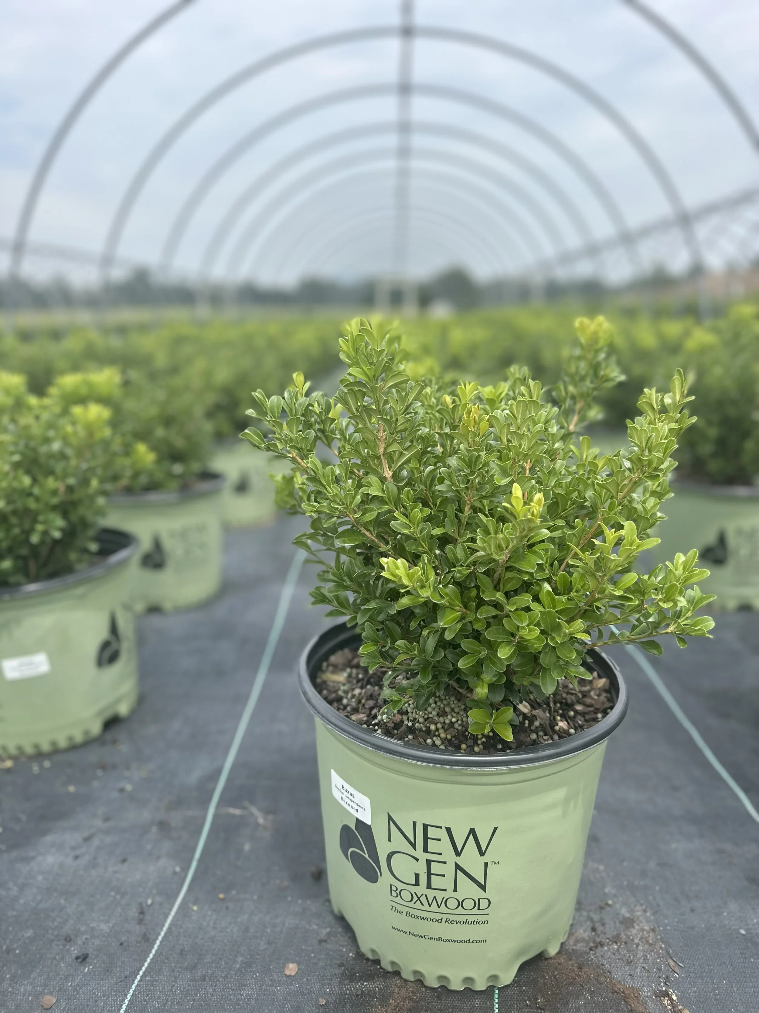 Buxus NewGen Independence® — Shreckhise Nurseries