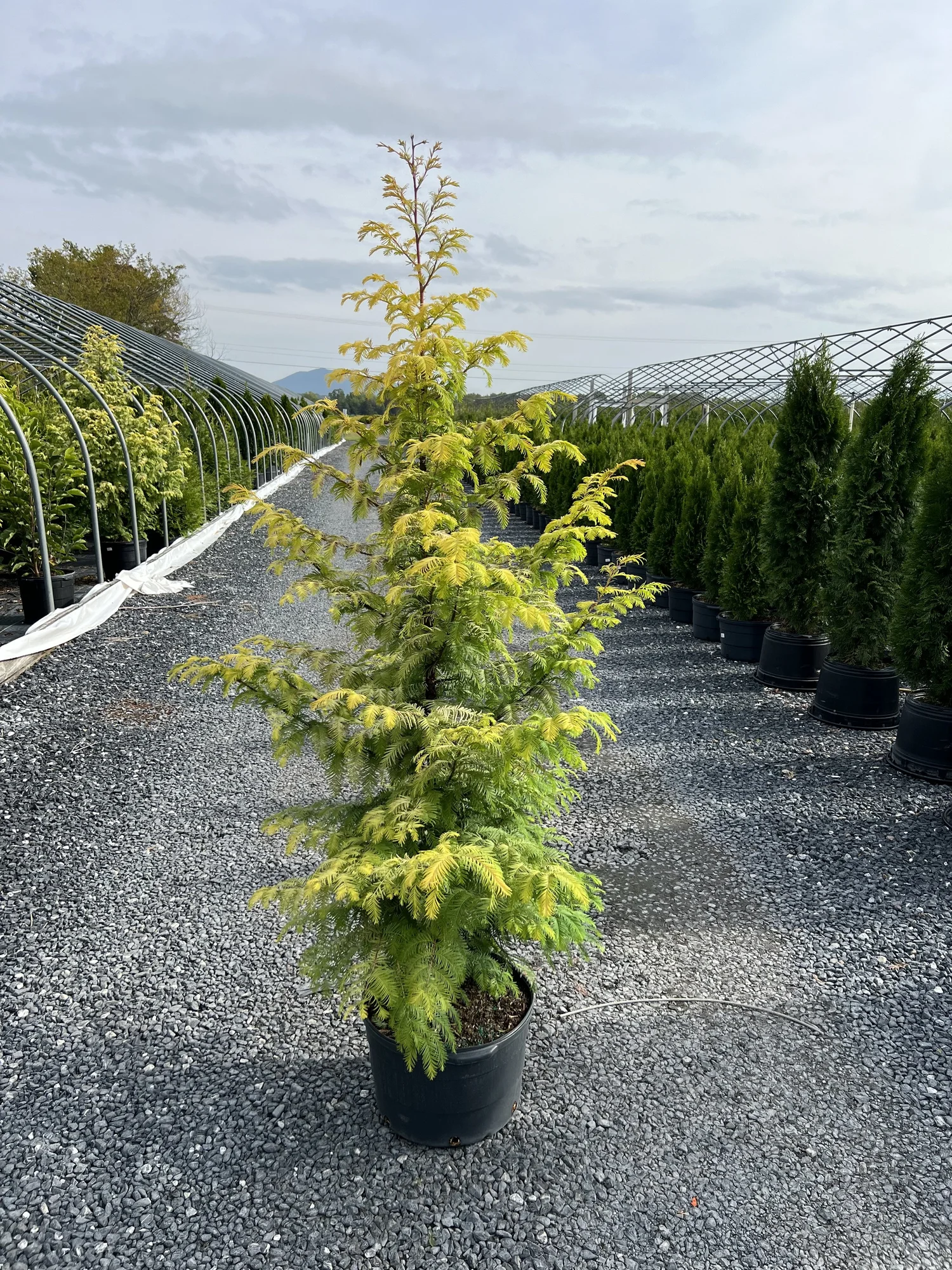 Products Shreckhise Nurseries