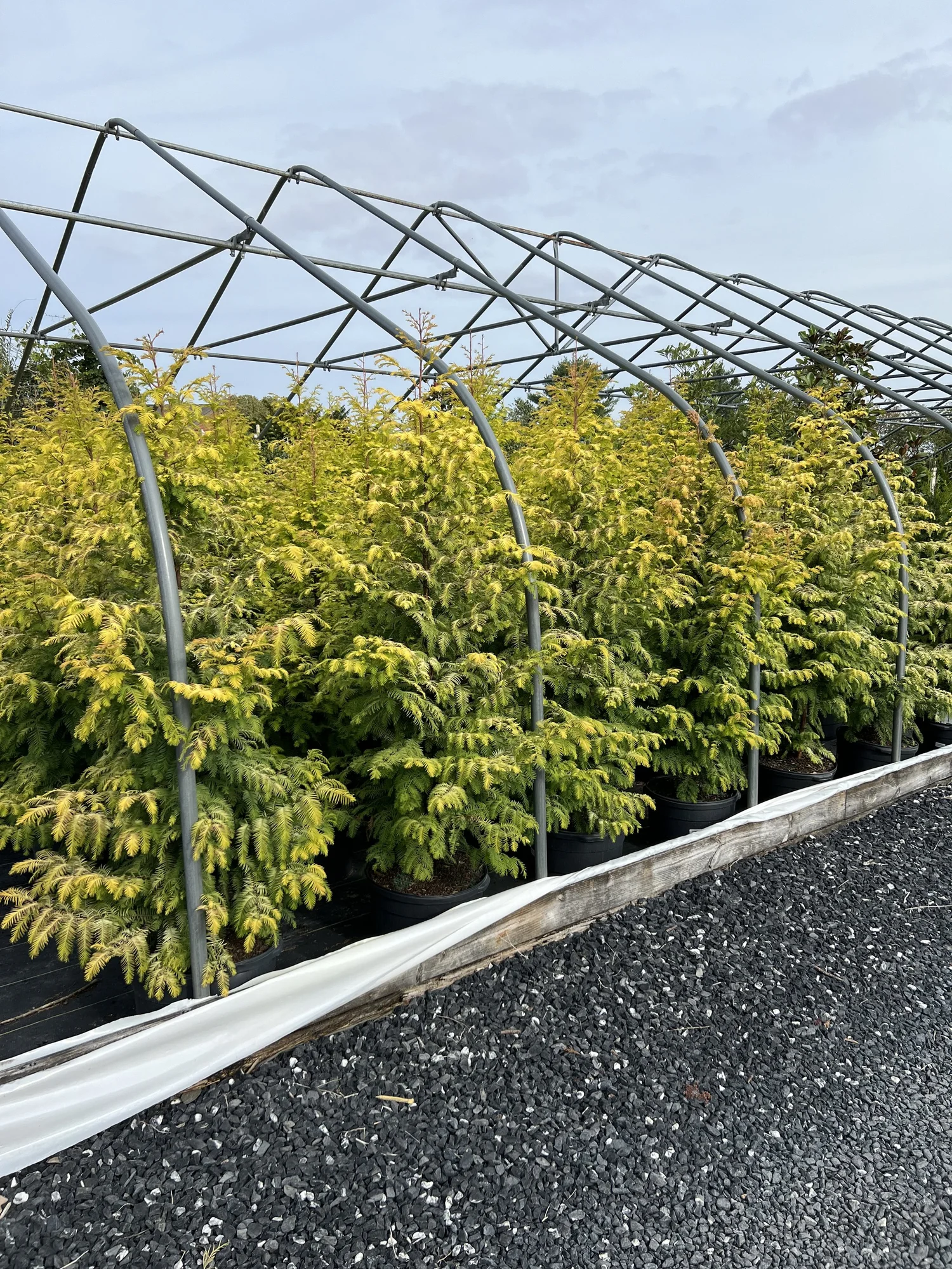 Products Shreckhise Nurseries