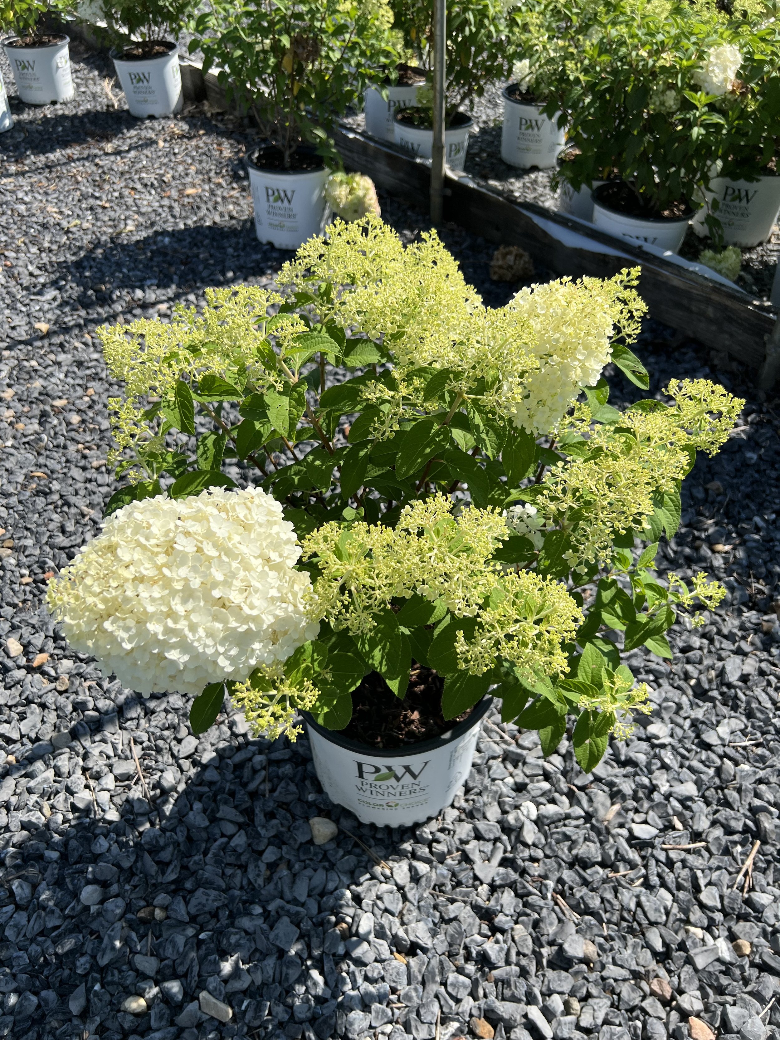 Hydrangea Paniculata Bobo Pw Shreckhise Nurseries