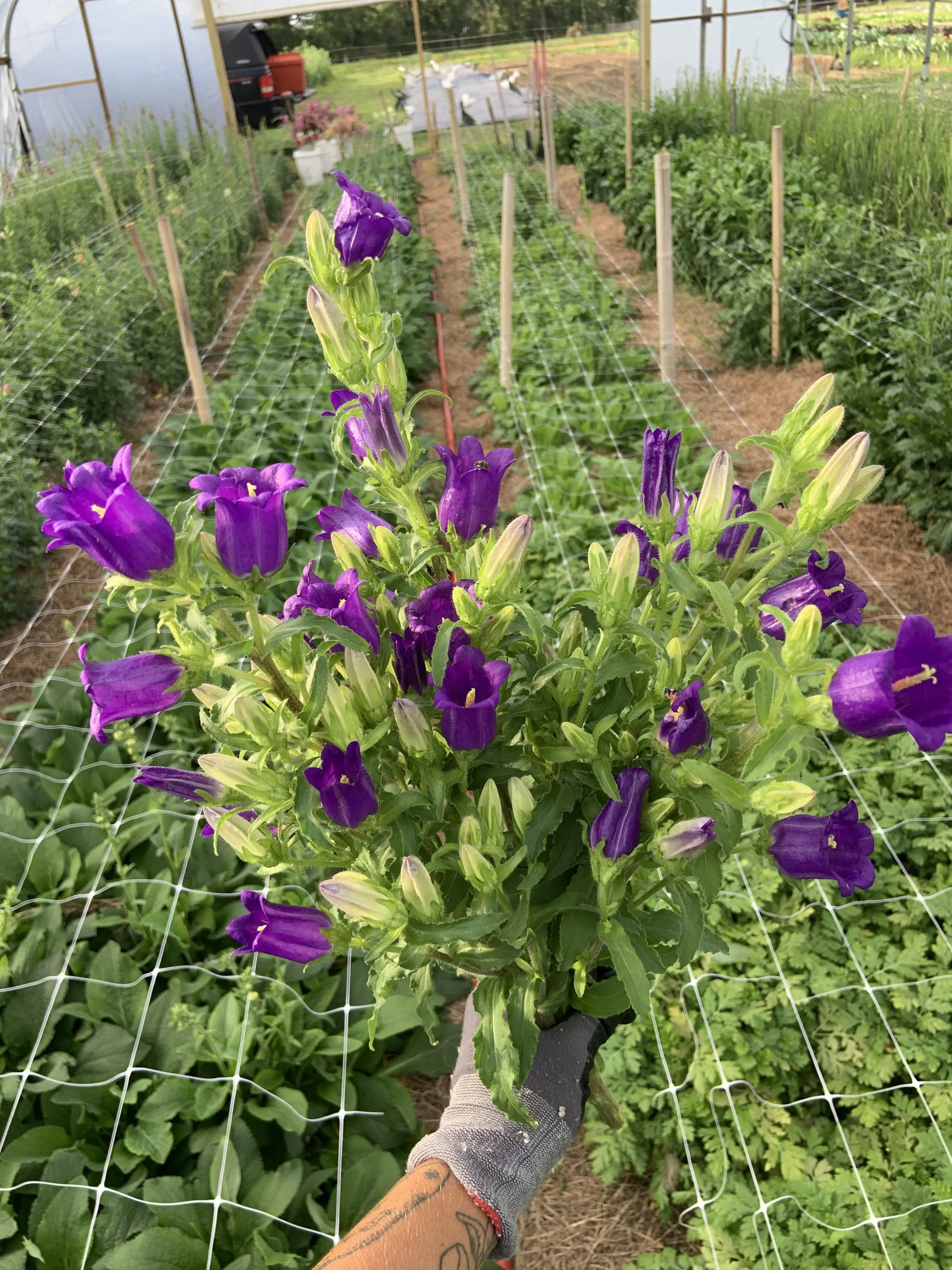 General 2 — Cicada Calling Farm & Market