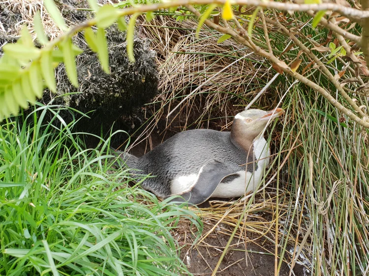 Move the Hoiho (Scratch) — Digital Future Aotearoa