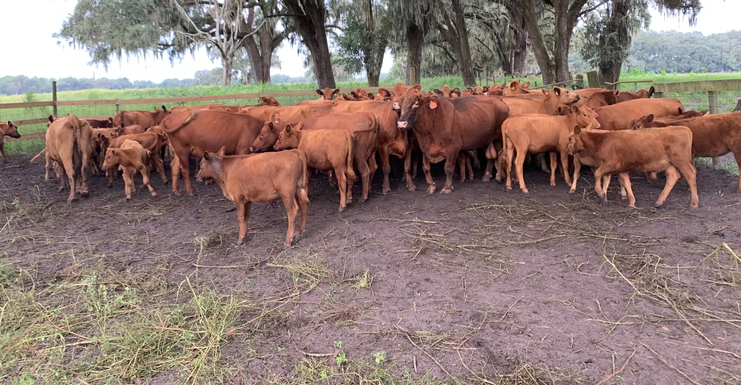 Harper Family Farm | Finest Quality Angus Beef