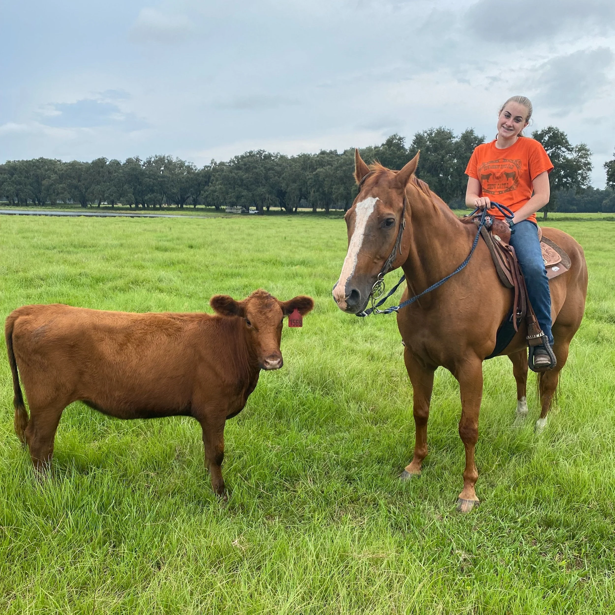 Harper Family Farm | Finest Quality Angus Beef