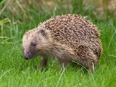 Amazing Animals with their Quills Pictures and Facts — ItzMuMu