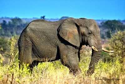 Top 22 Strongest Animal in the World with Pictures