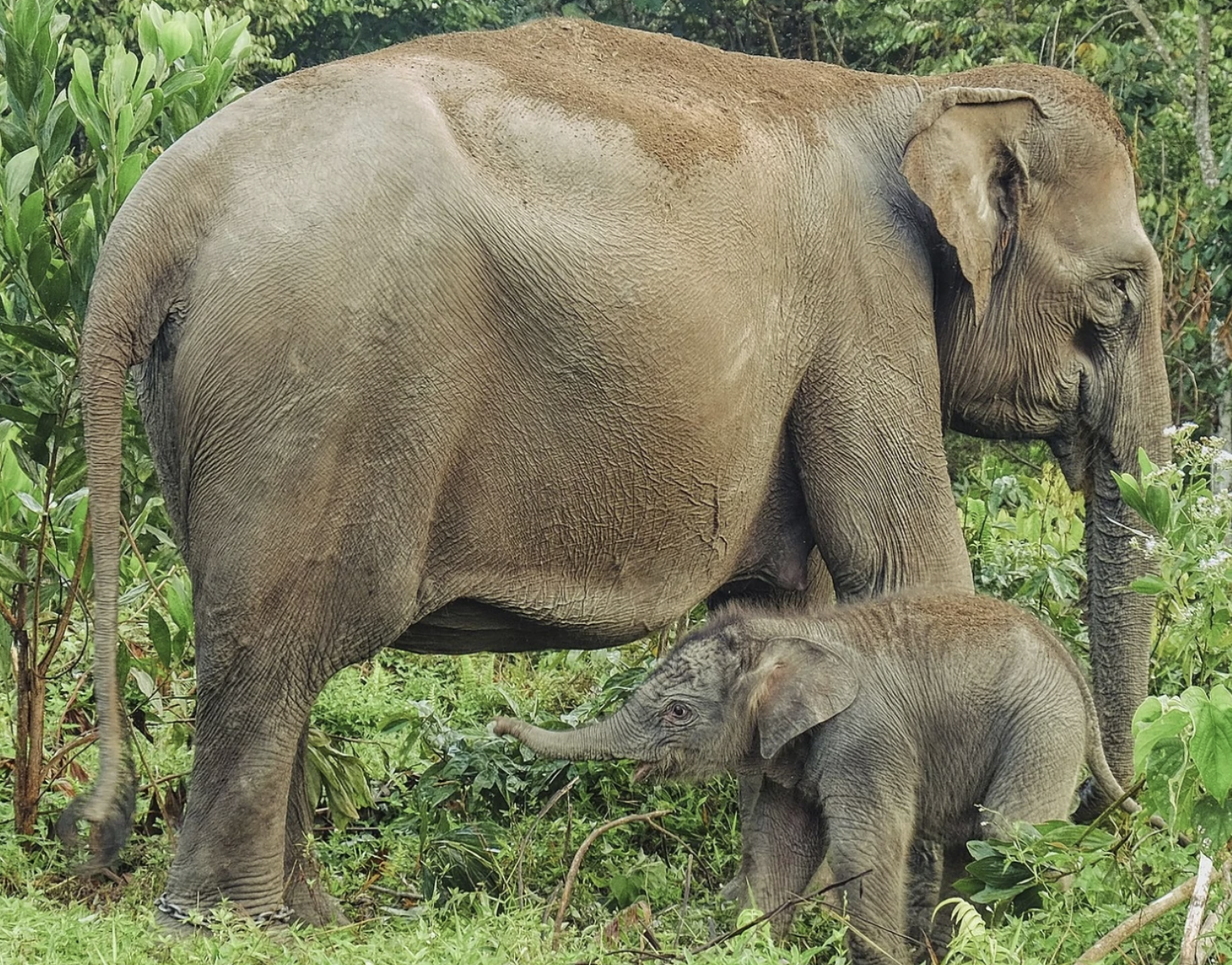 20 Endangered Rarest Animal Species in the World