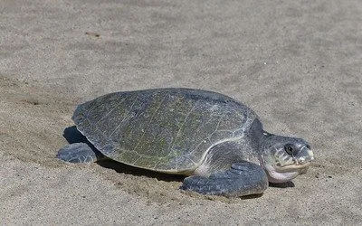 Top List of What Animals Eat Turtles Facts and Pictures