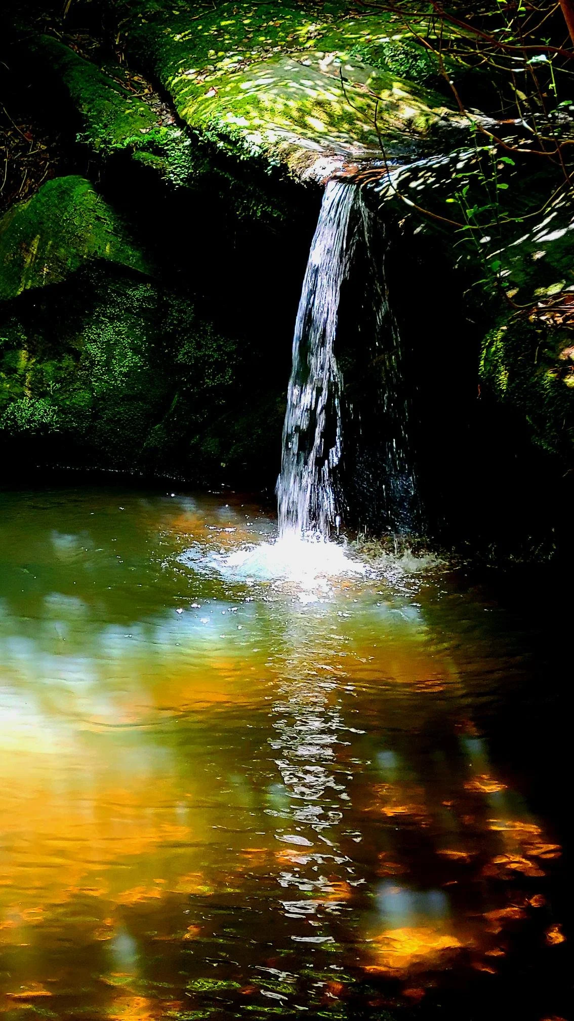 FREE Wallpapers — Steve Madden Gallery