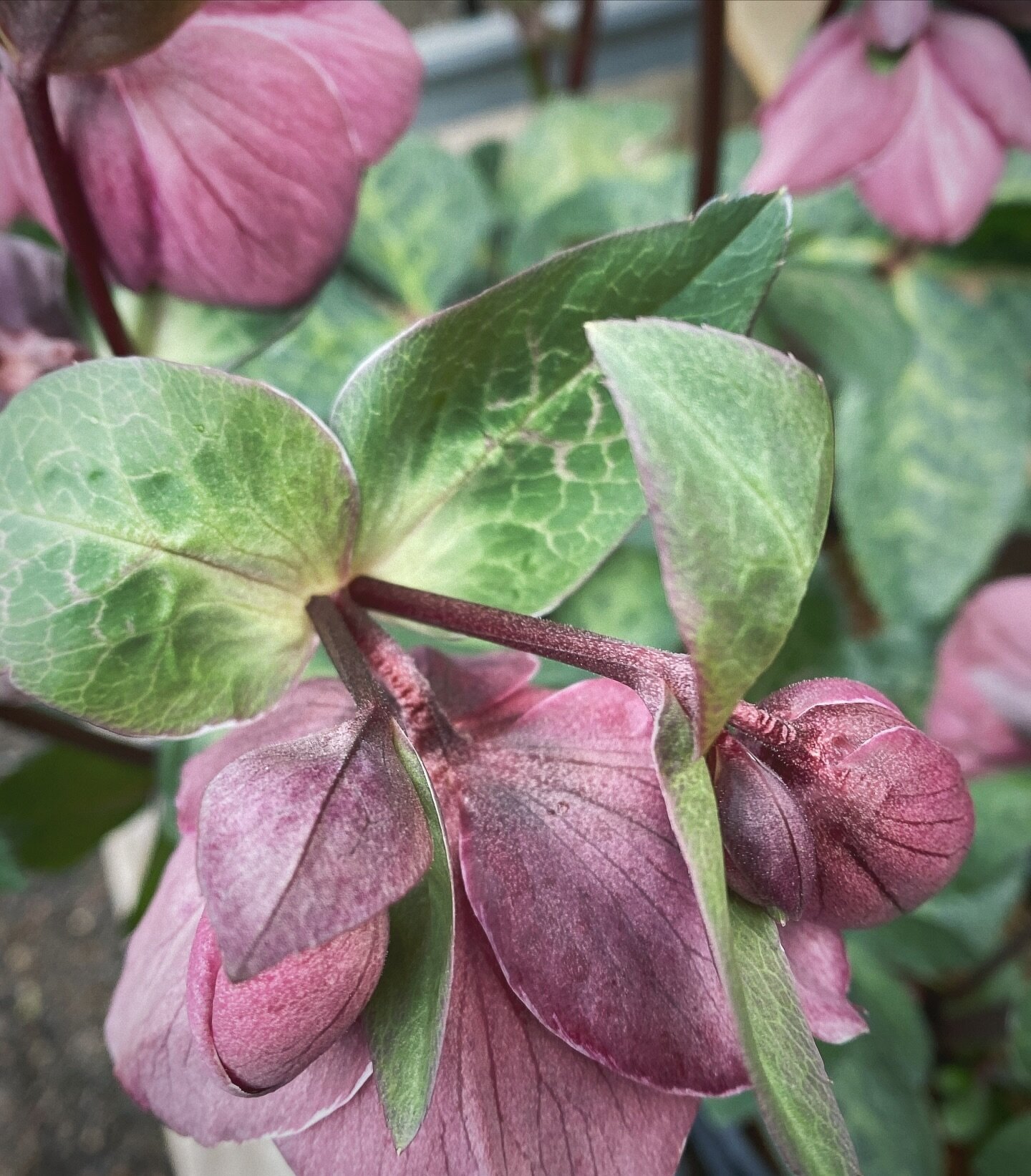 Garden Shop — thicket