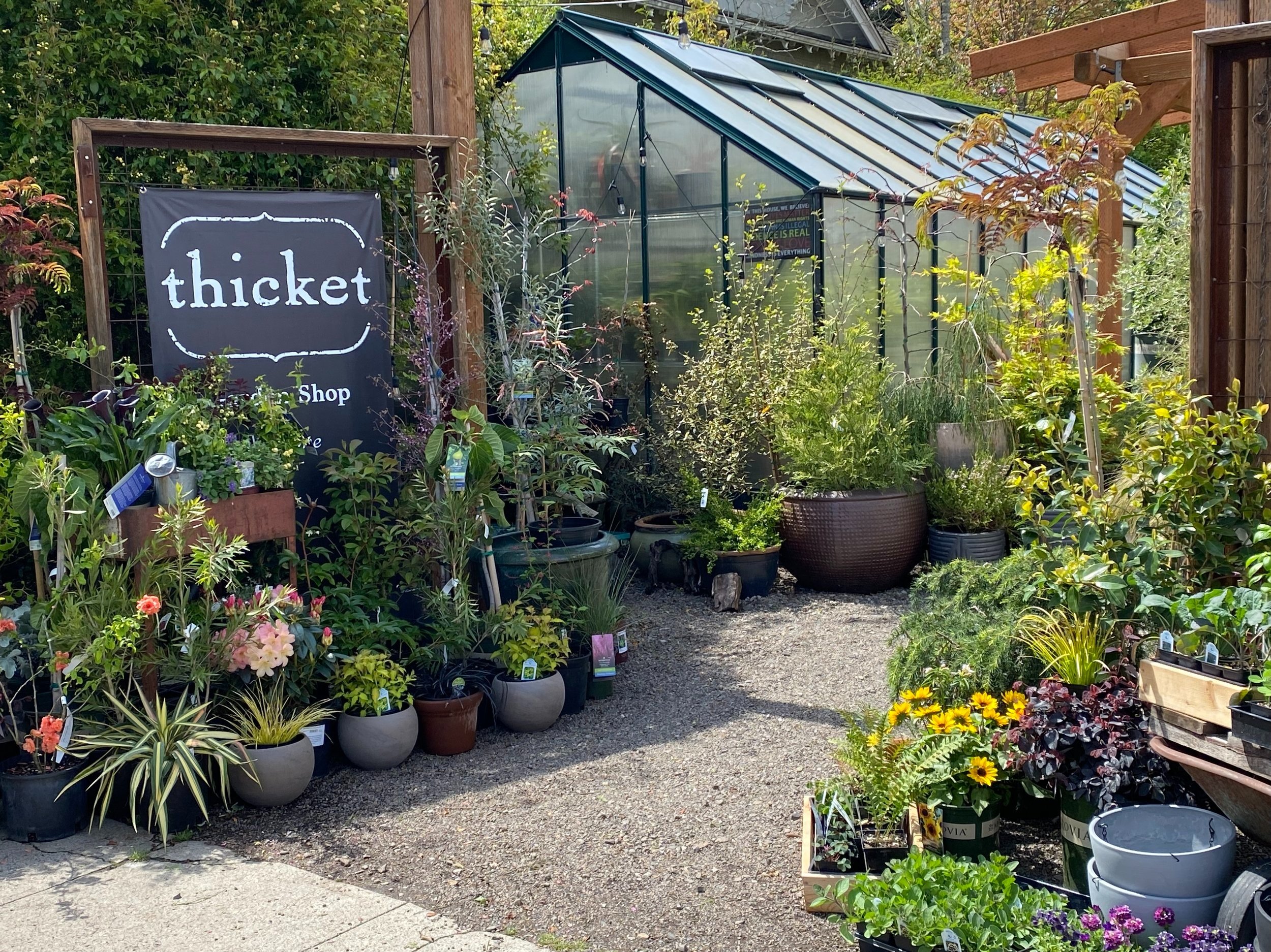 thicket