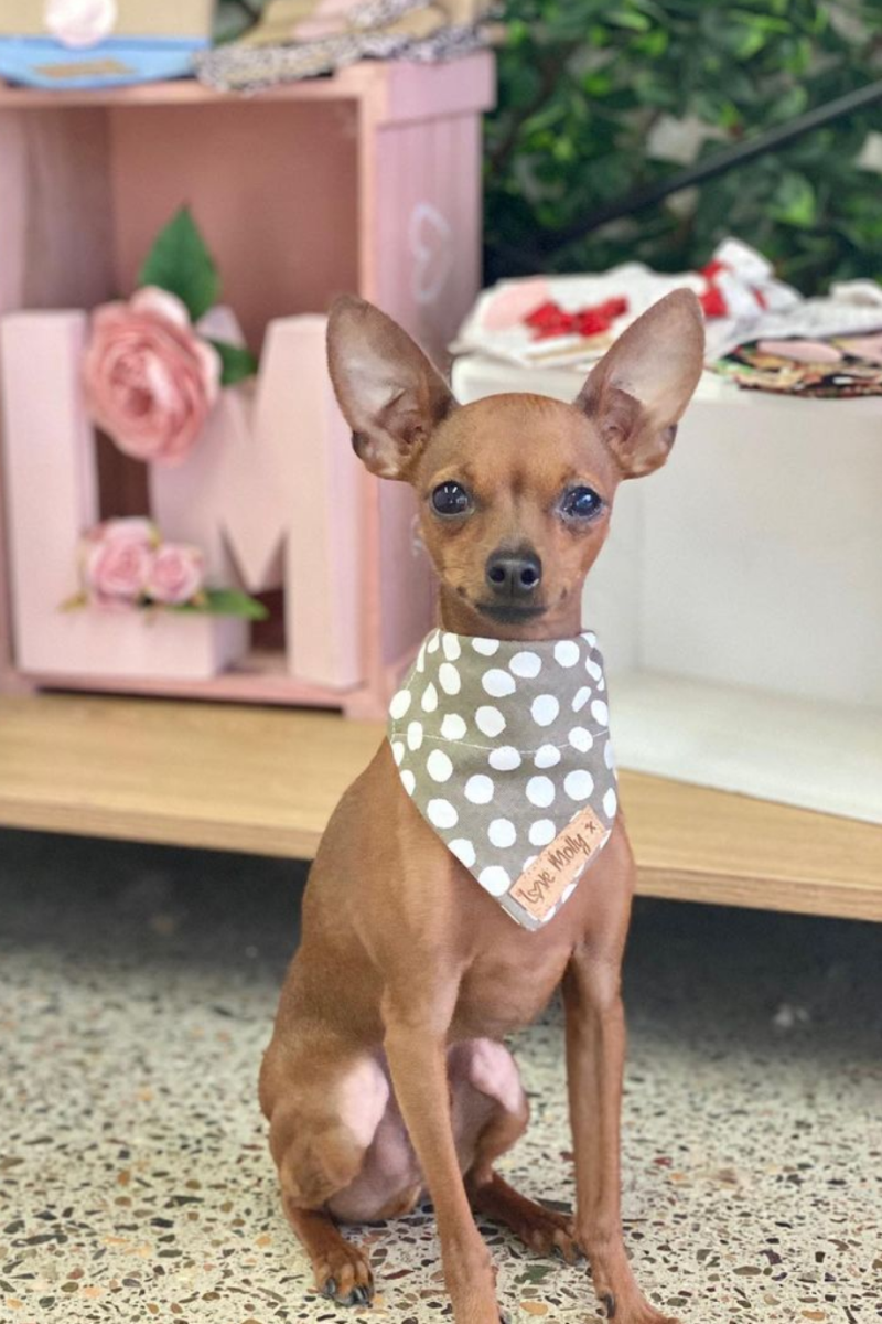 Mr Potts — Mr Potts | Dog Grooming