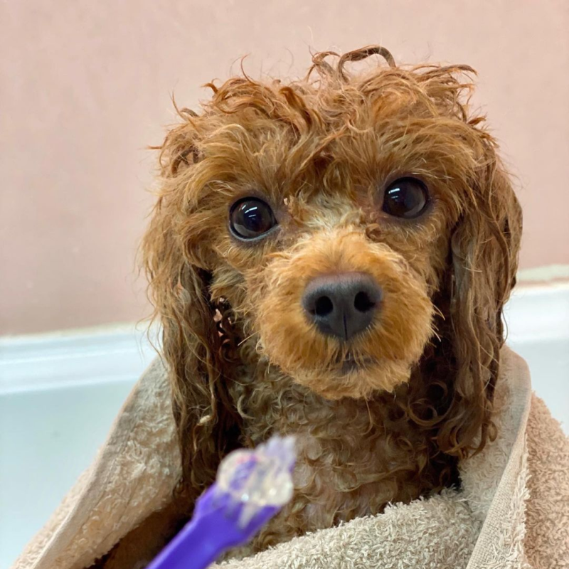 Services — Mr Potts | Dog Grooming