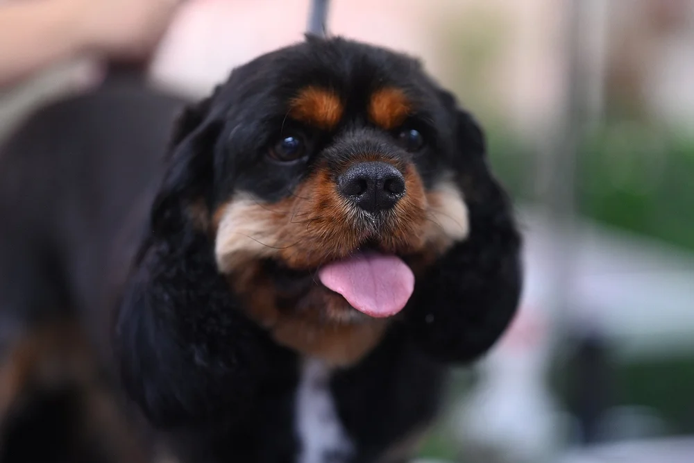 Services — Mr Potts | Dog Grooming