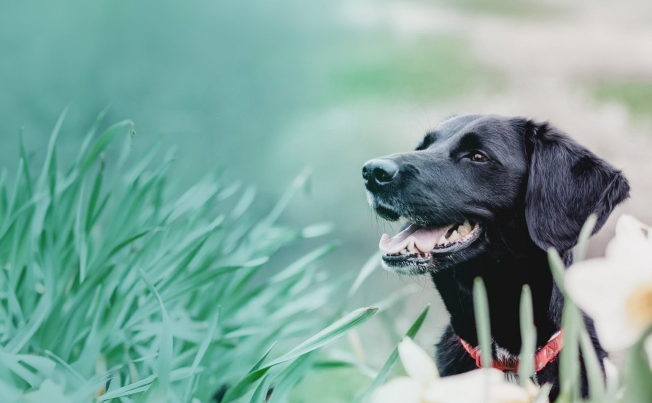 Paws For Assistance Dog Training