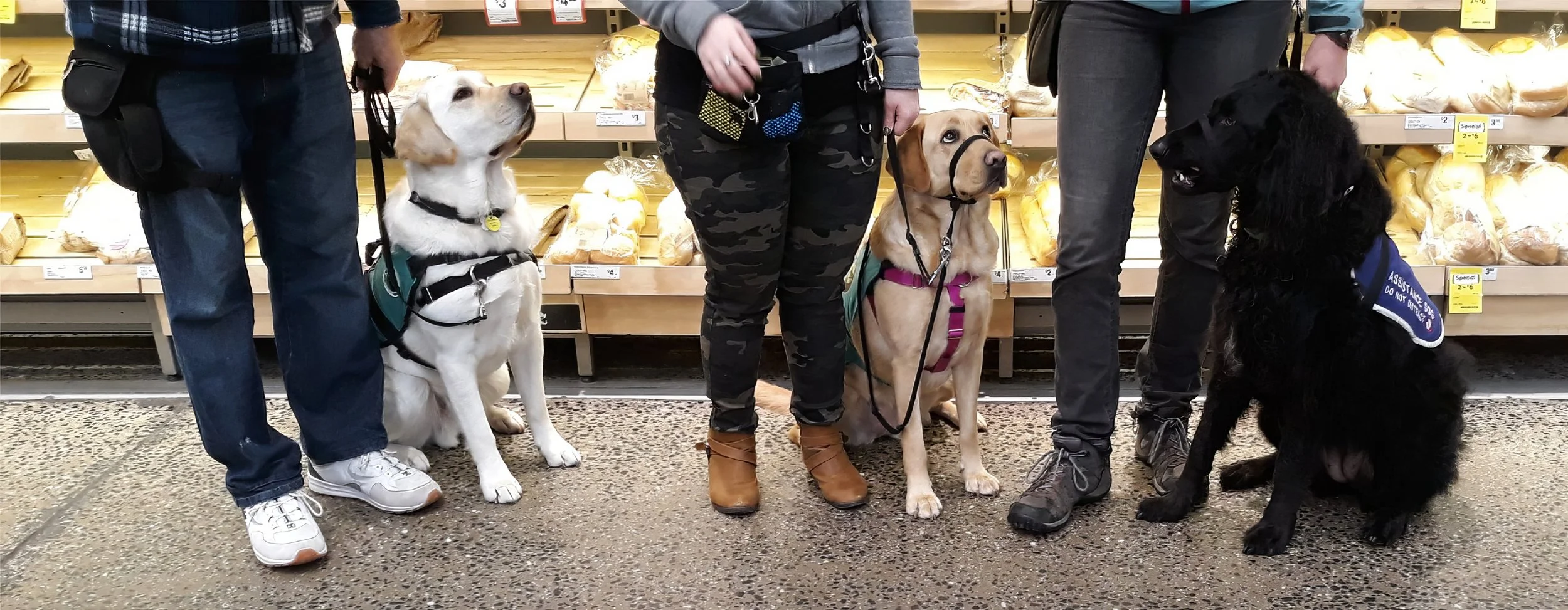 Paws For Assistance Dog Training