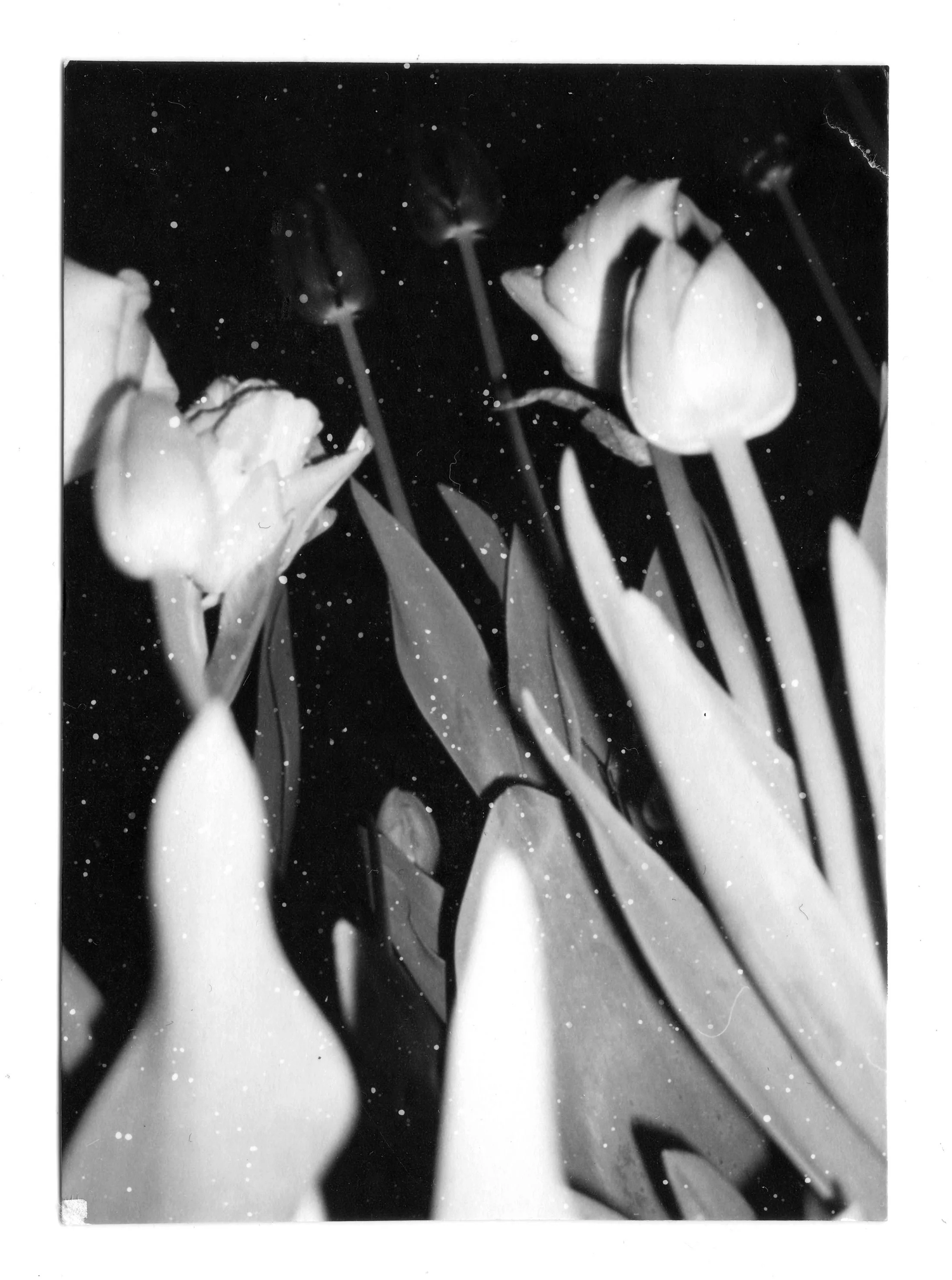 Interview with Thomas Vandenberghe — WÜL Magazine