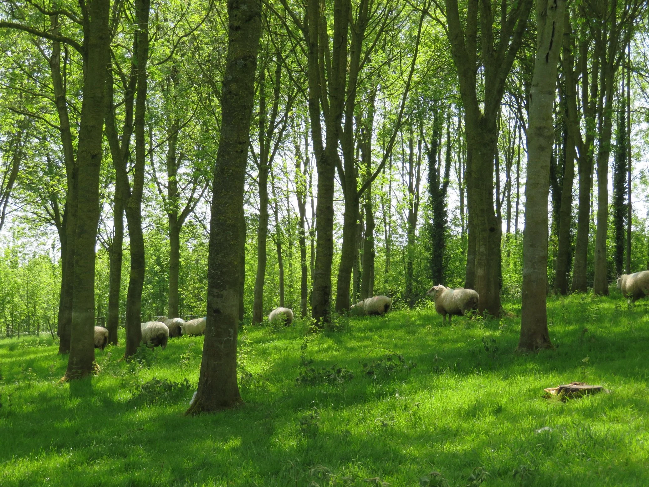 Irish Agroforestry Forum