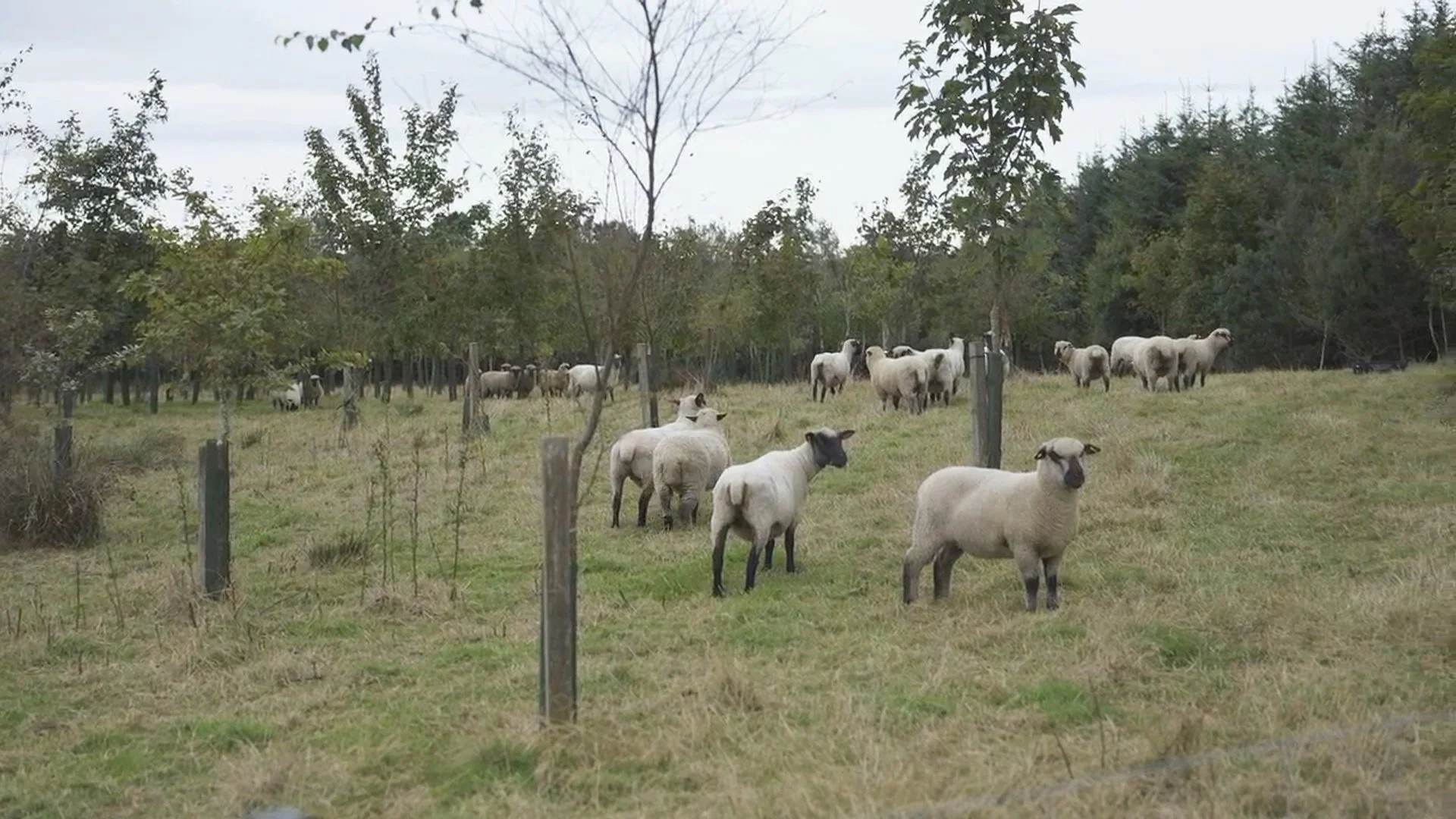 Agroforestry Conference 2023 — Irish Agroforestry Forum