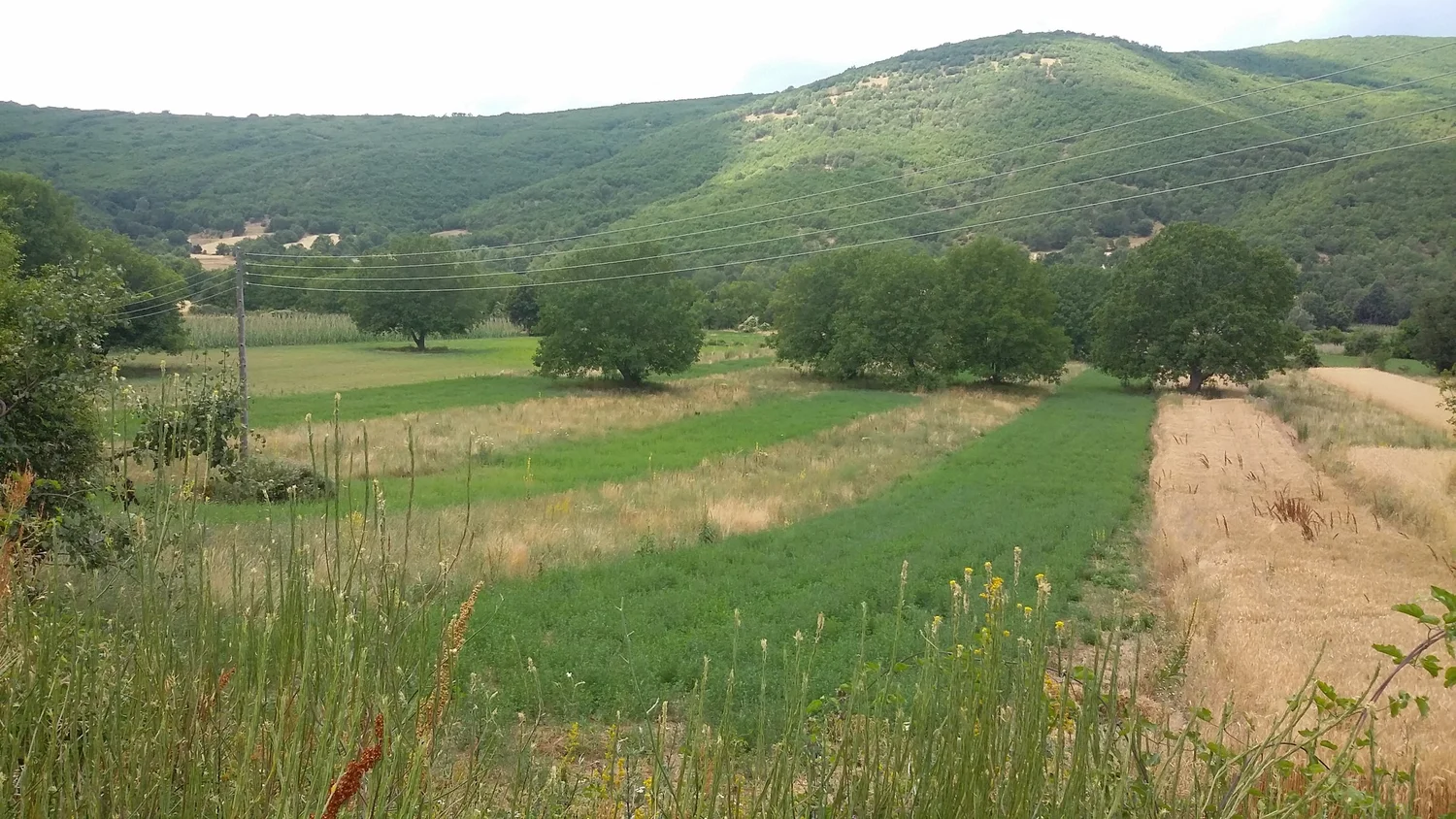 What is silvoarable agroforestry — Irish Agroforestry Forum