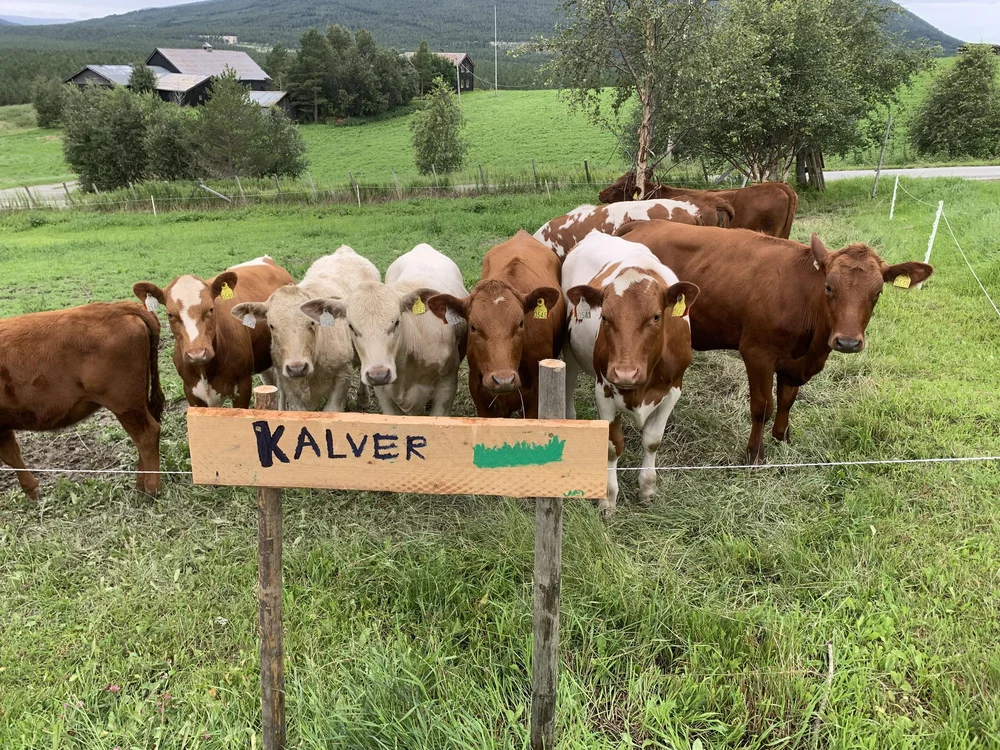 En aktiv ferieuke på gård er over — Ljosbakken gard