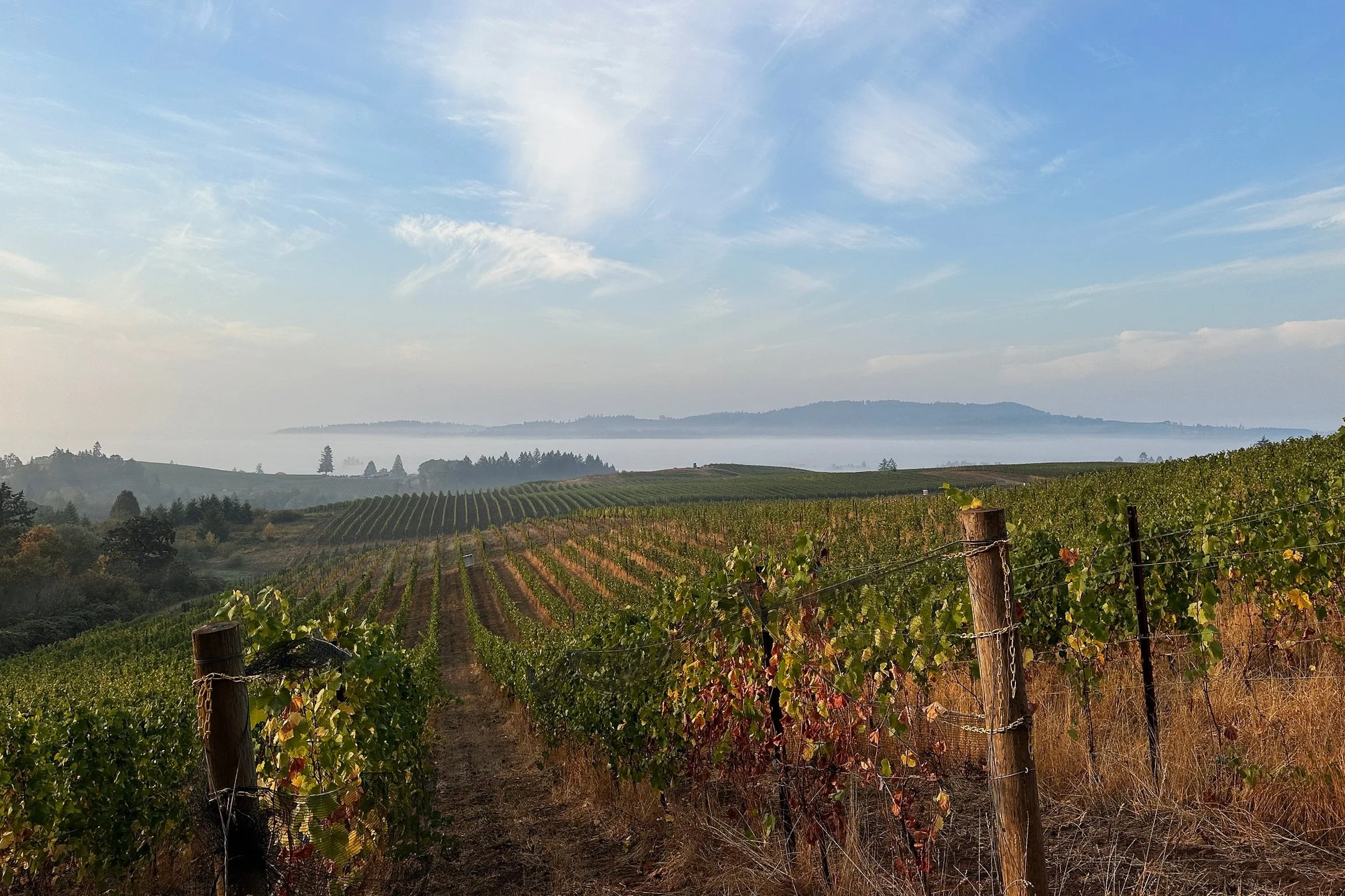 WiLD CHiLD WiNERY