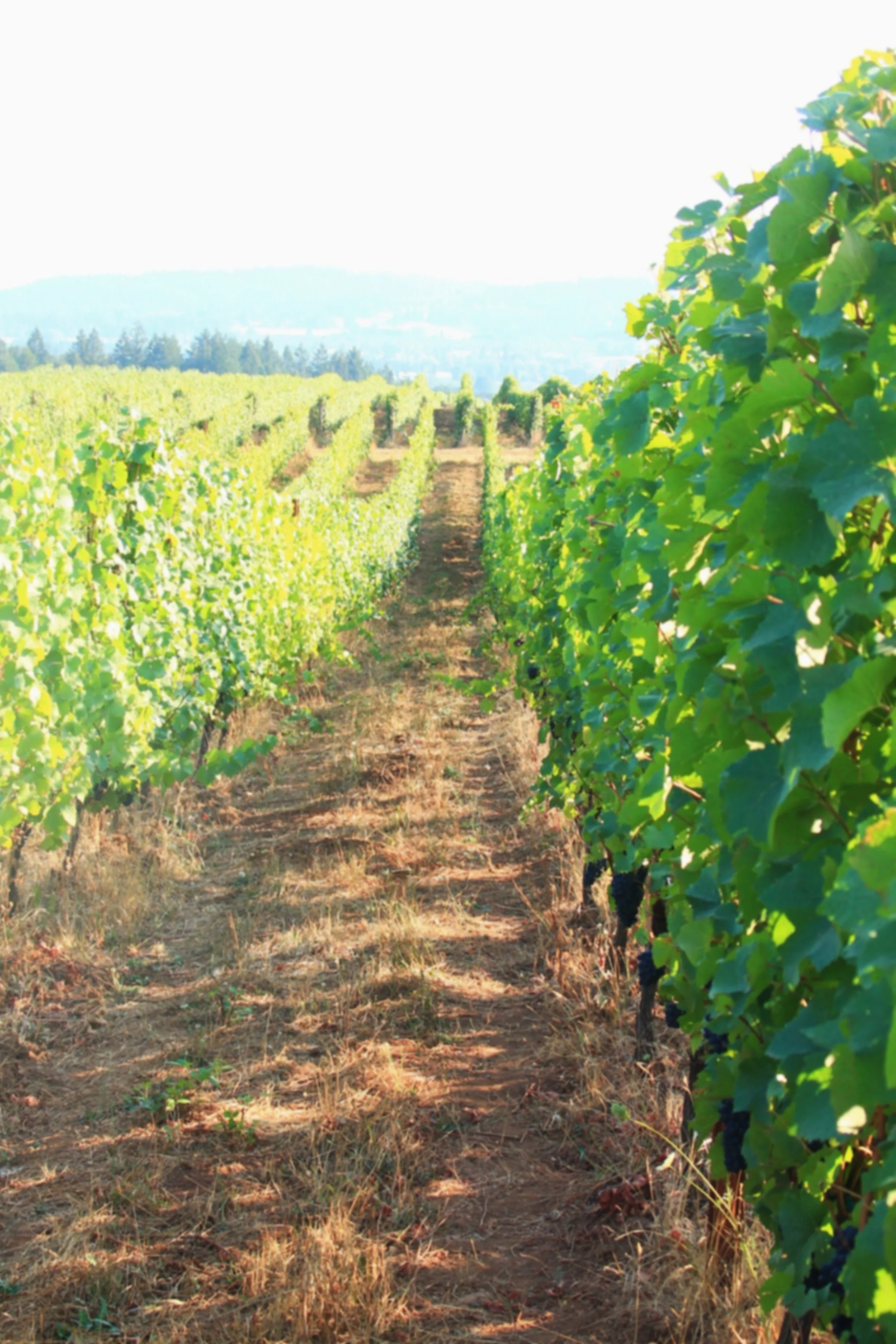 WiLD CHiLD WiNERY