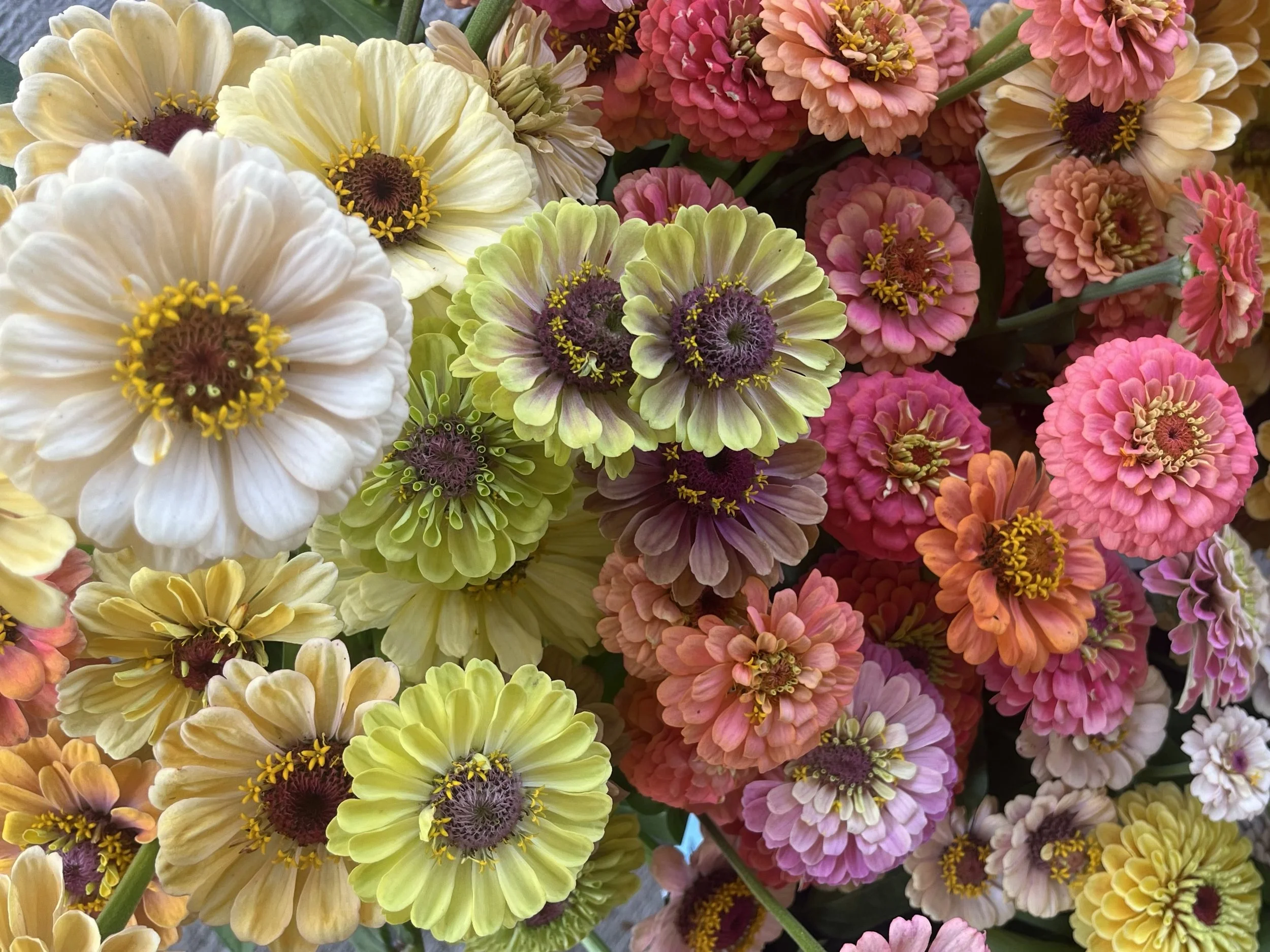 Business Bloom Bucket-Monthly — Bellingham Flower Farm