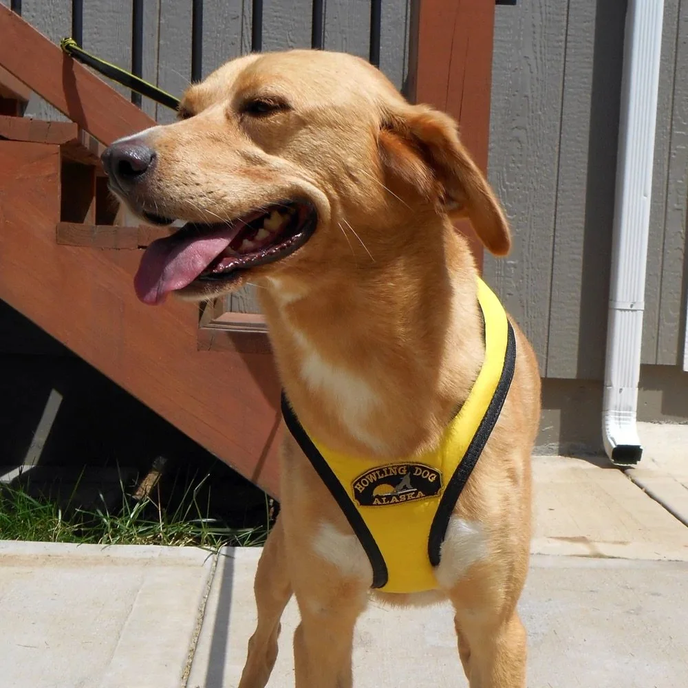 Howling Dog-Tough Skin Harness Ultra — Jack and the Pack