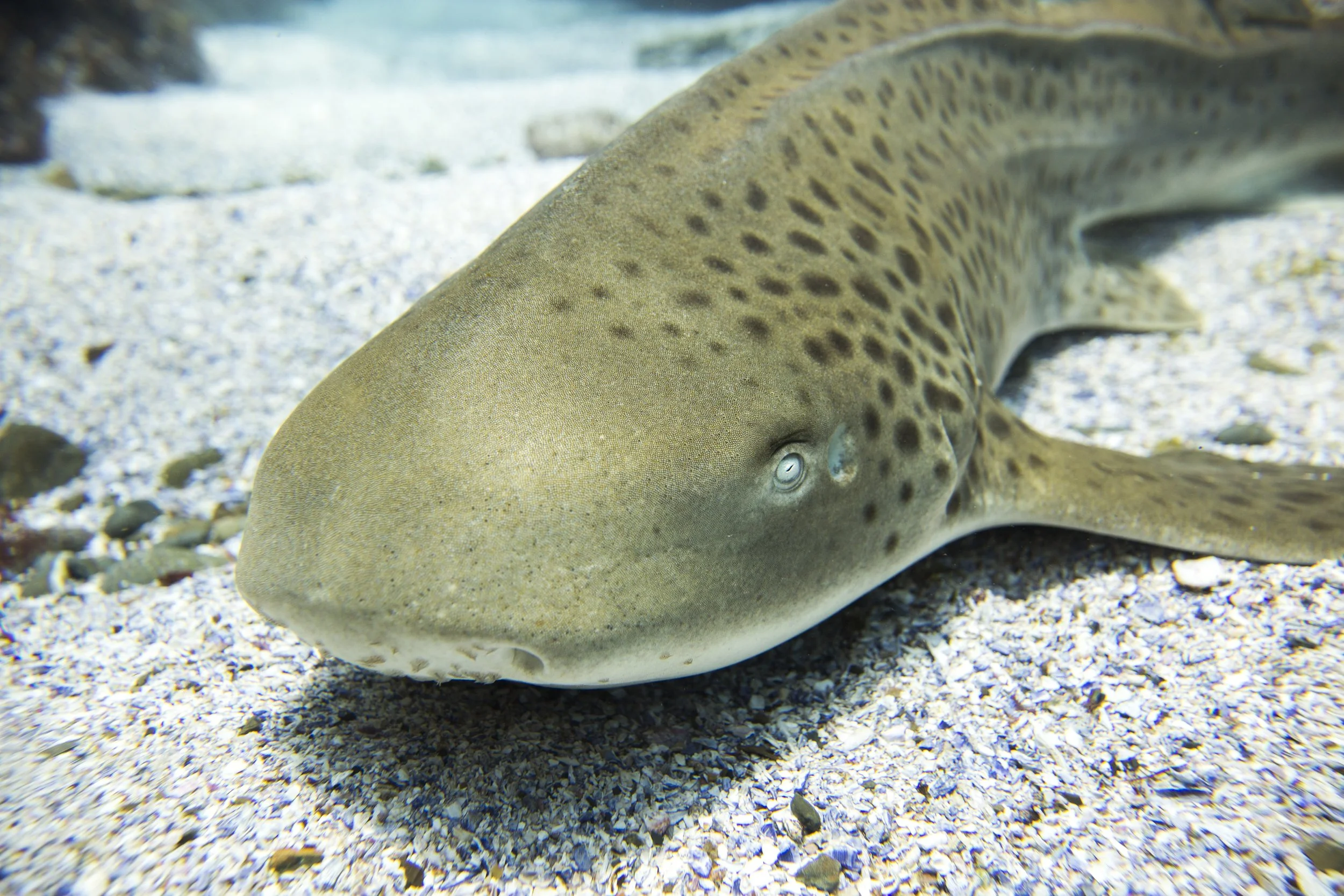 Contact Us — ReShark