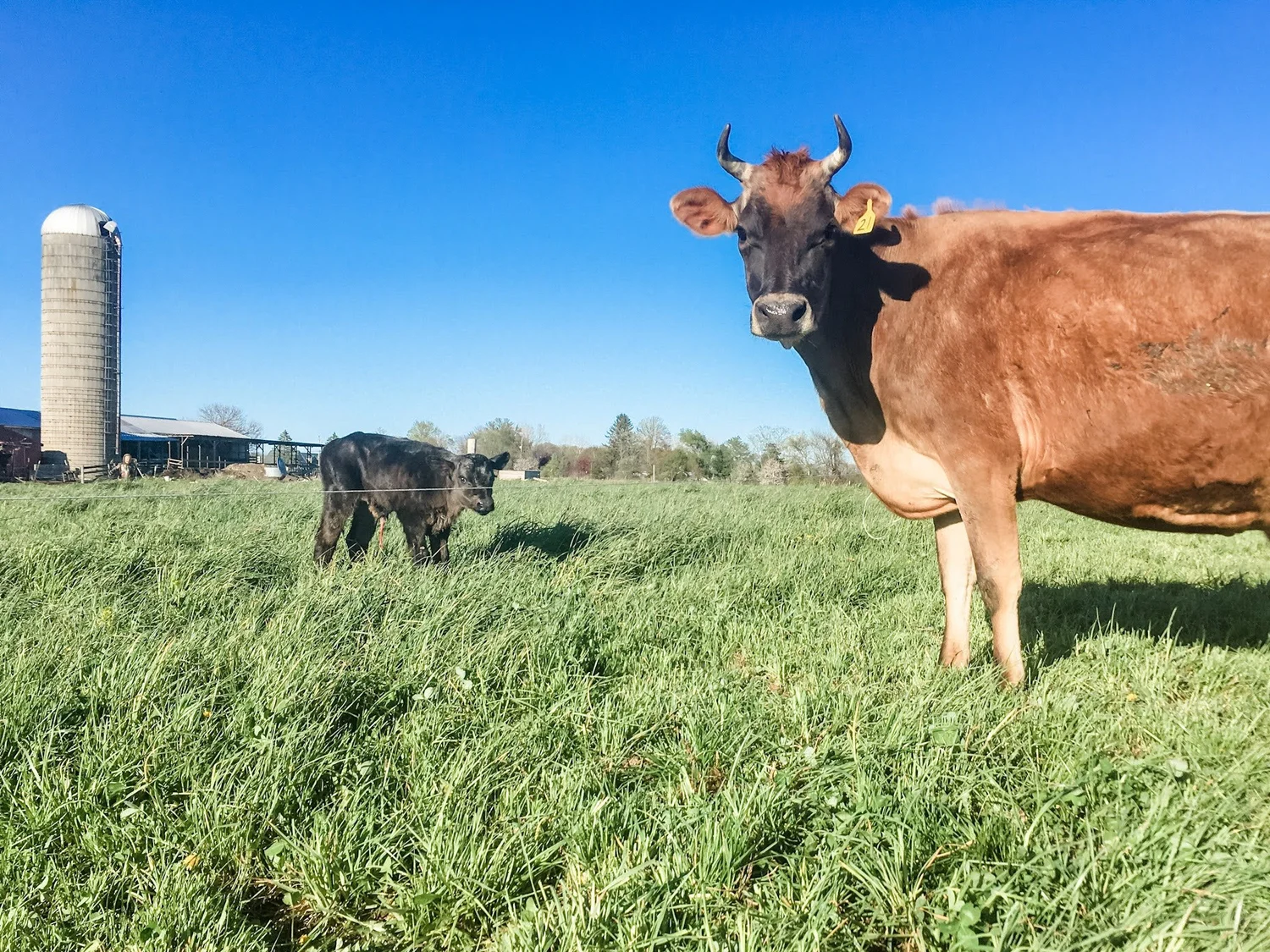 Two Sparrows Farm Herdshare — Two Sparrows Farm