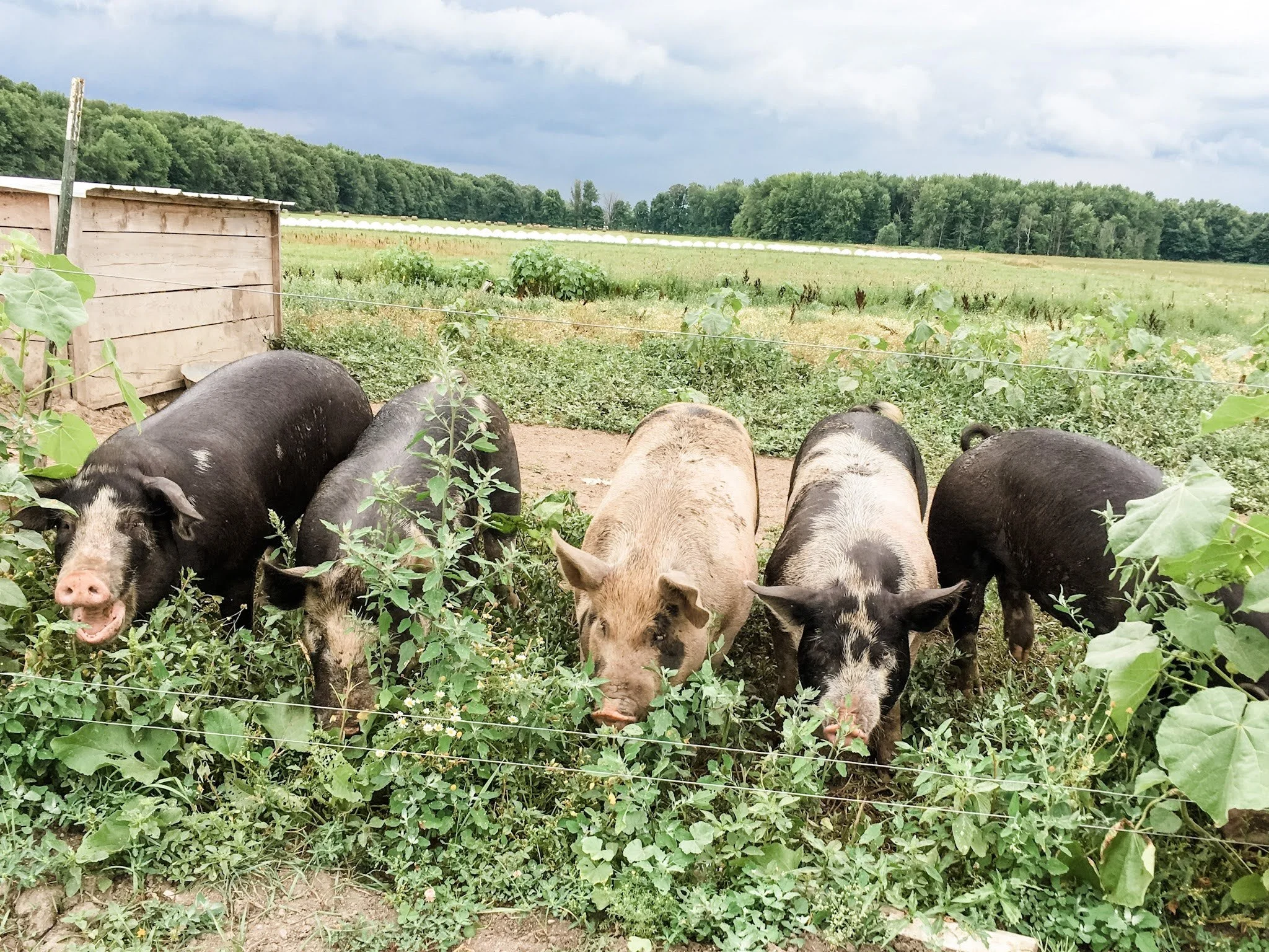 Grassfed Beef & Pastured Pork — Two Sparrows Farm