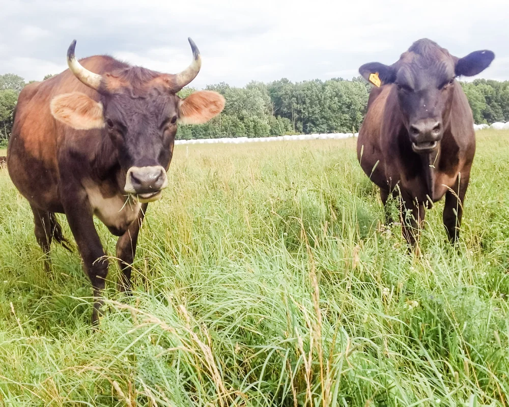 Grassfed Beef & Pastured Pork — Two Sparrows Farm