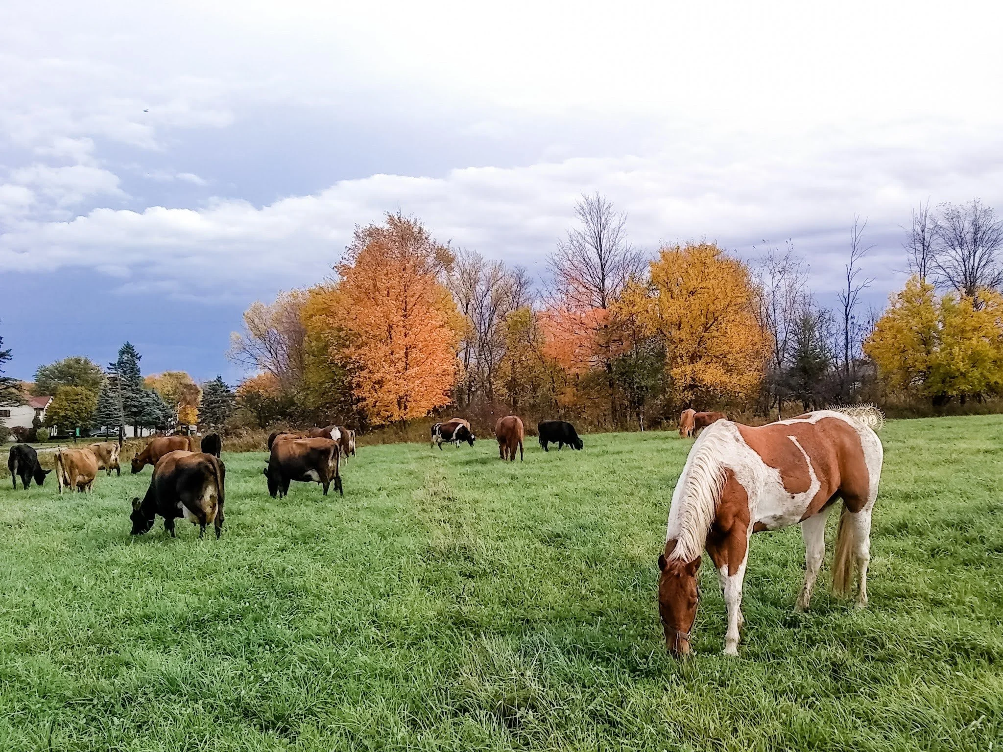 Grassfed Beef & Pastured Pork — Two Sparrows Farm