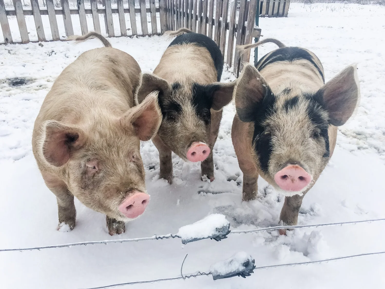 Grassfed Beef & Pastured Pork — Two Sparrows Farm