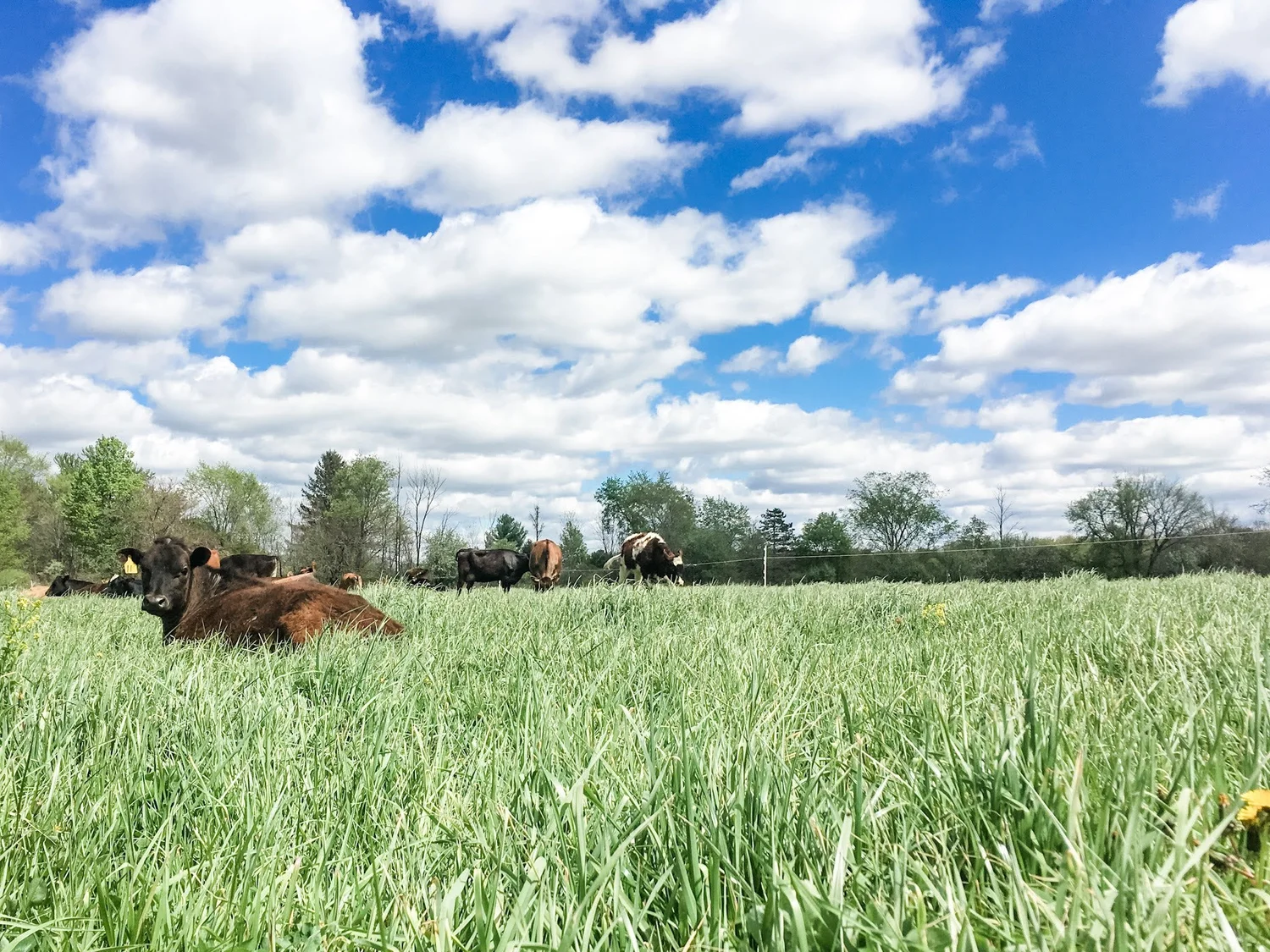 Grassfed Beef & Pastured Pork — Two Sparrows Farm