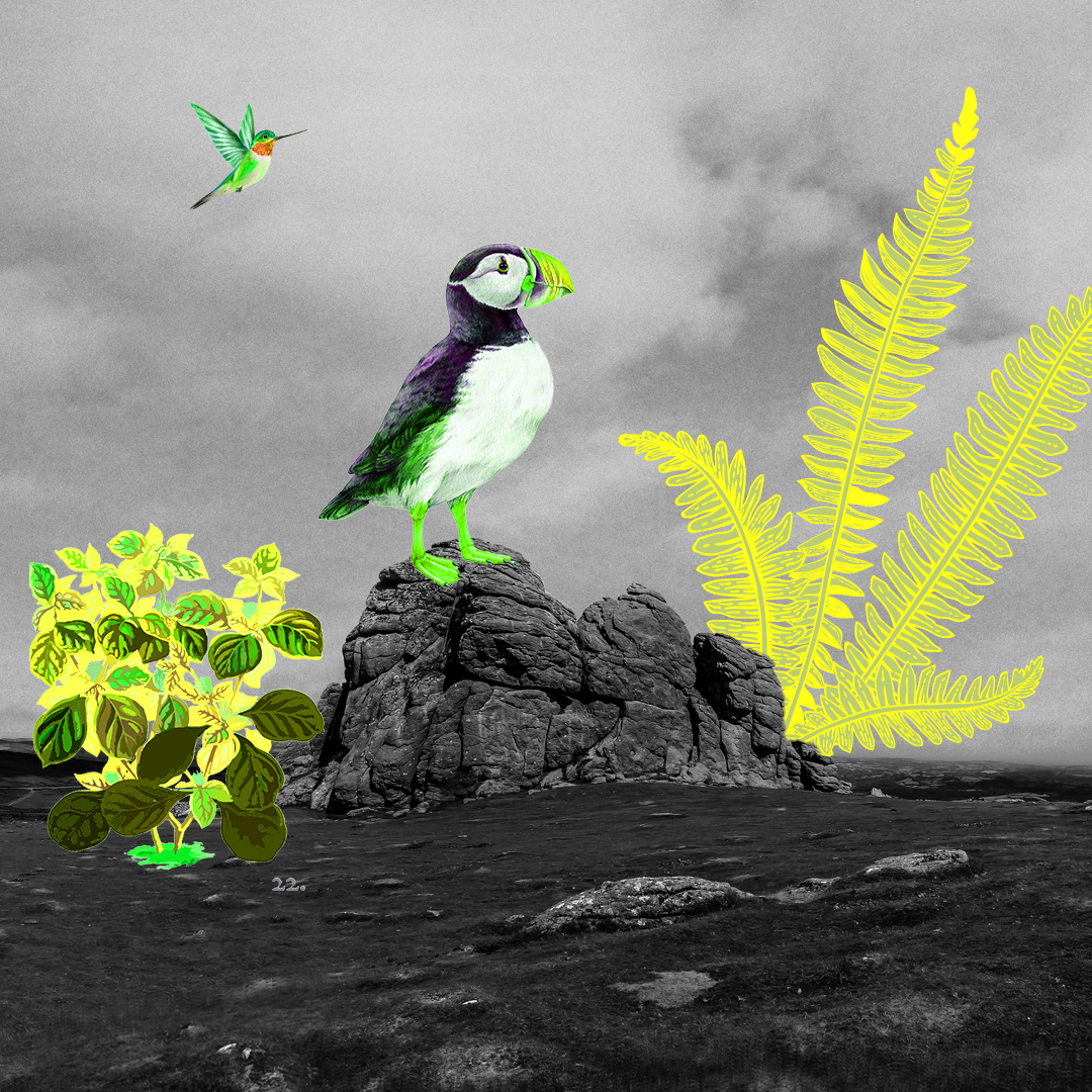 RADICAL ECOLOGY