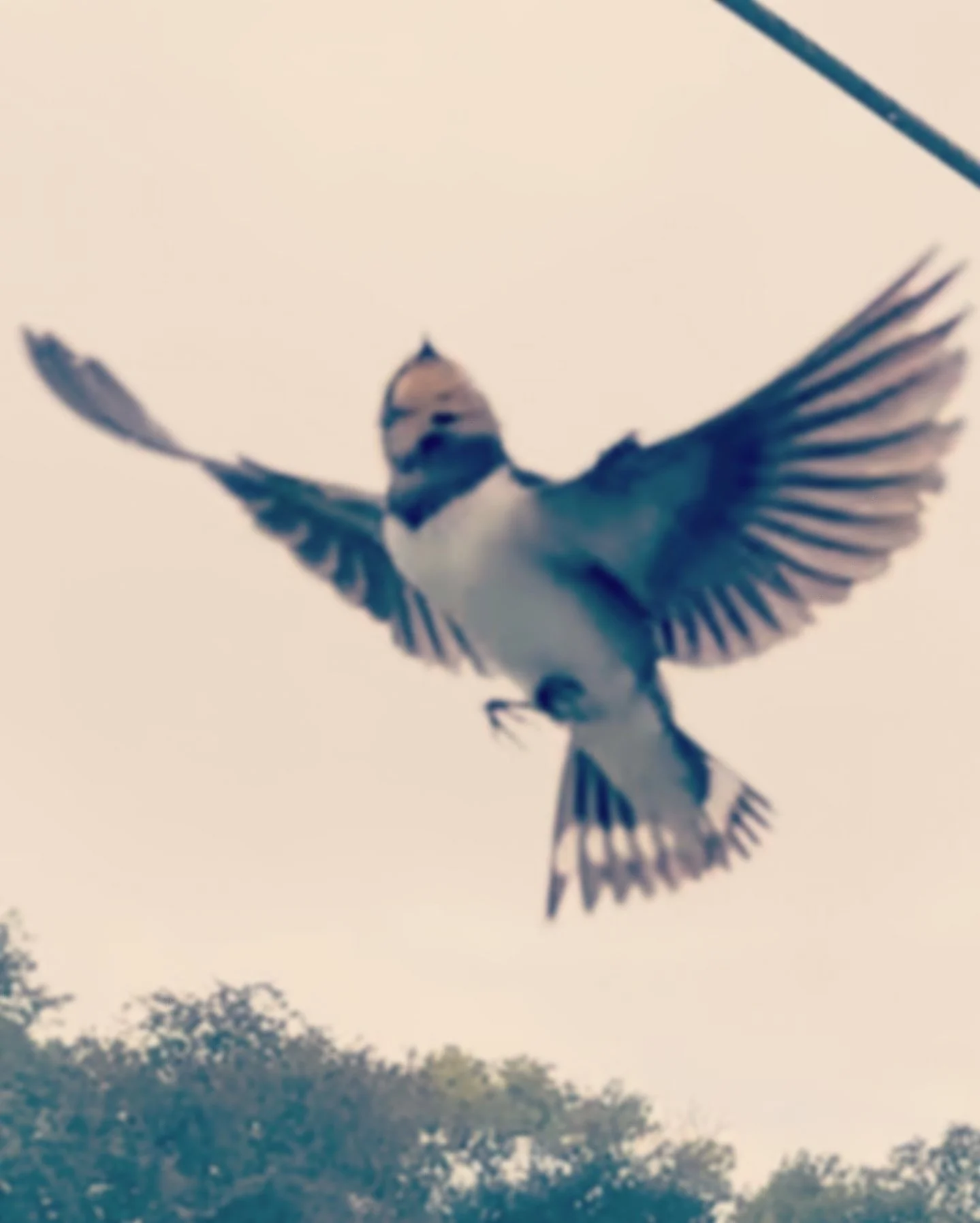 RADICAL ECOLOGY