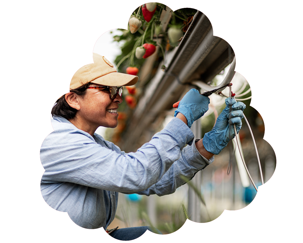 Growing Berries — Burlington Berries